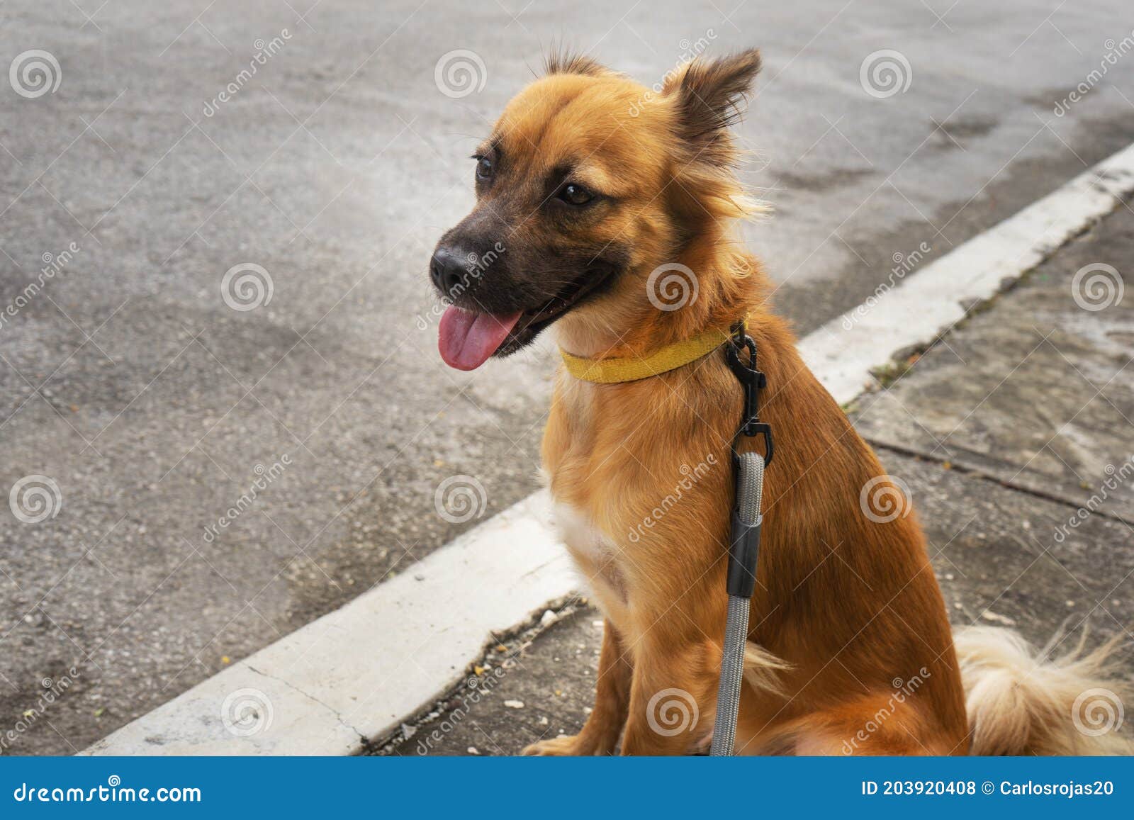 Perro Amarillo Mirando La Calle Foto de archivo - Imagen de casta, cara ...