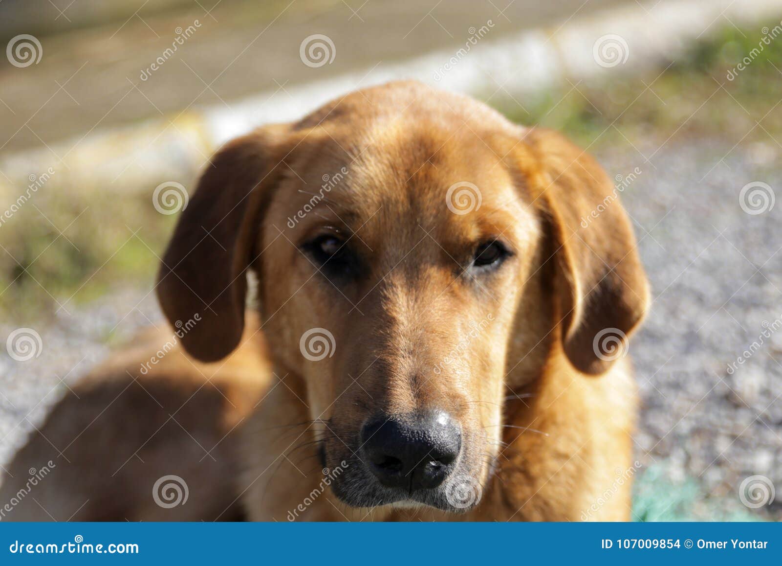 Perro amarillo y ojos foto de archivo. Imagen de sentada - 107009854