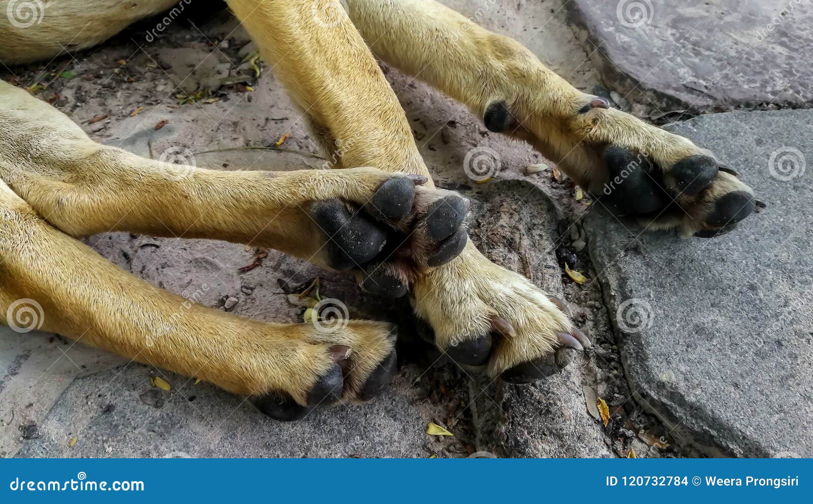 Perro, Animal, Pierna Animal, Colmillo, Oro Foto de archivo - Imagen de ...