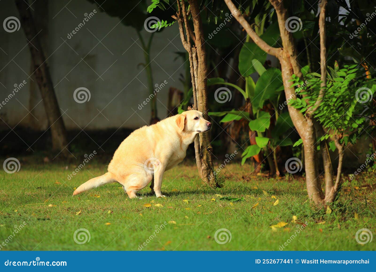 Perro apuntando al parque imagen de archivo. Imagen de humano - 252677441
