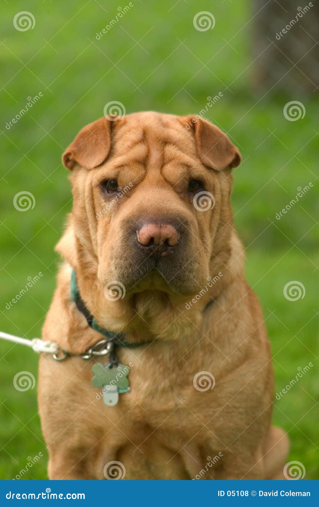 Perro arrugado foto de archivo. Imagen de cara, perro, frente - 5108