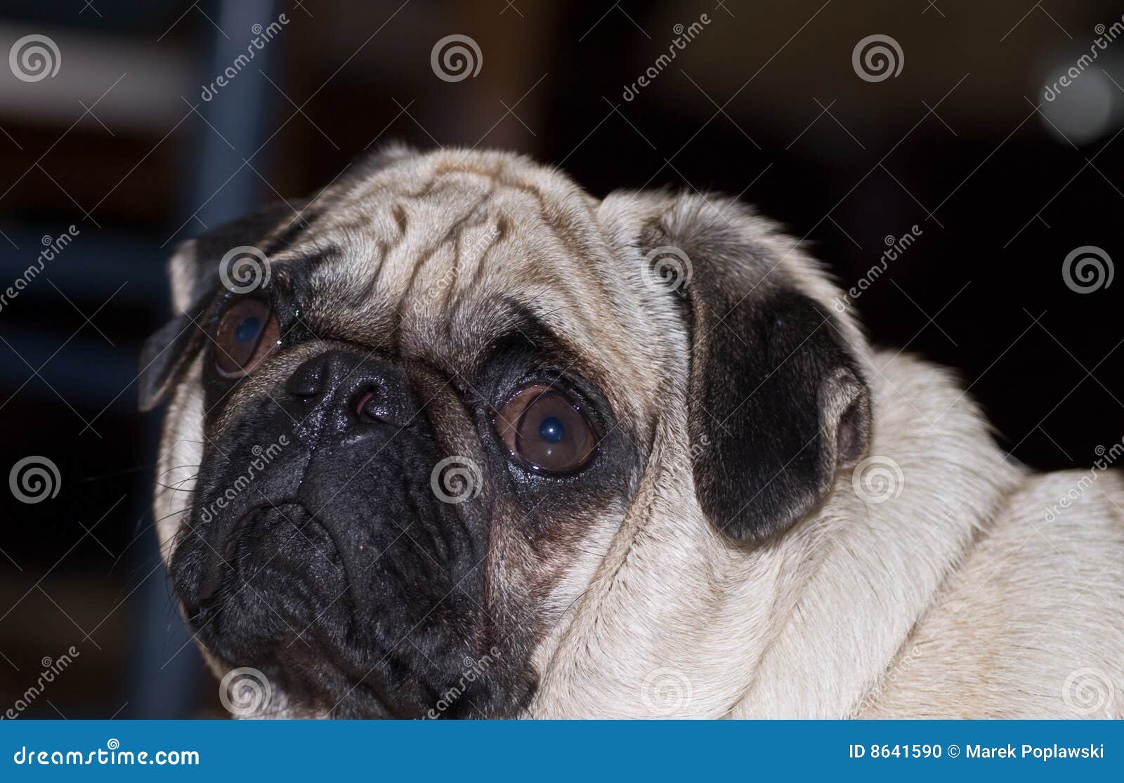 Perro arrugado foto de archivo. Imagen de vida, cierre - 8641590
