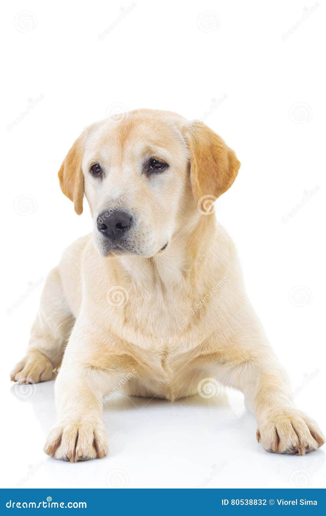 Perro Asentado Triste Del Labrador Retriever Foto de archivo - Imagen ...