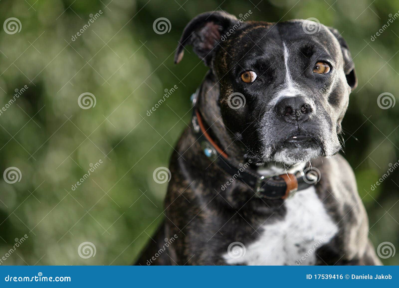 Perro asustado foto de archivo. Imagen de perro, curioso - 17539416
