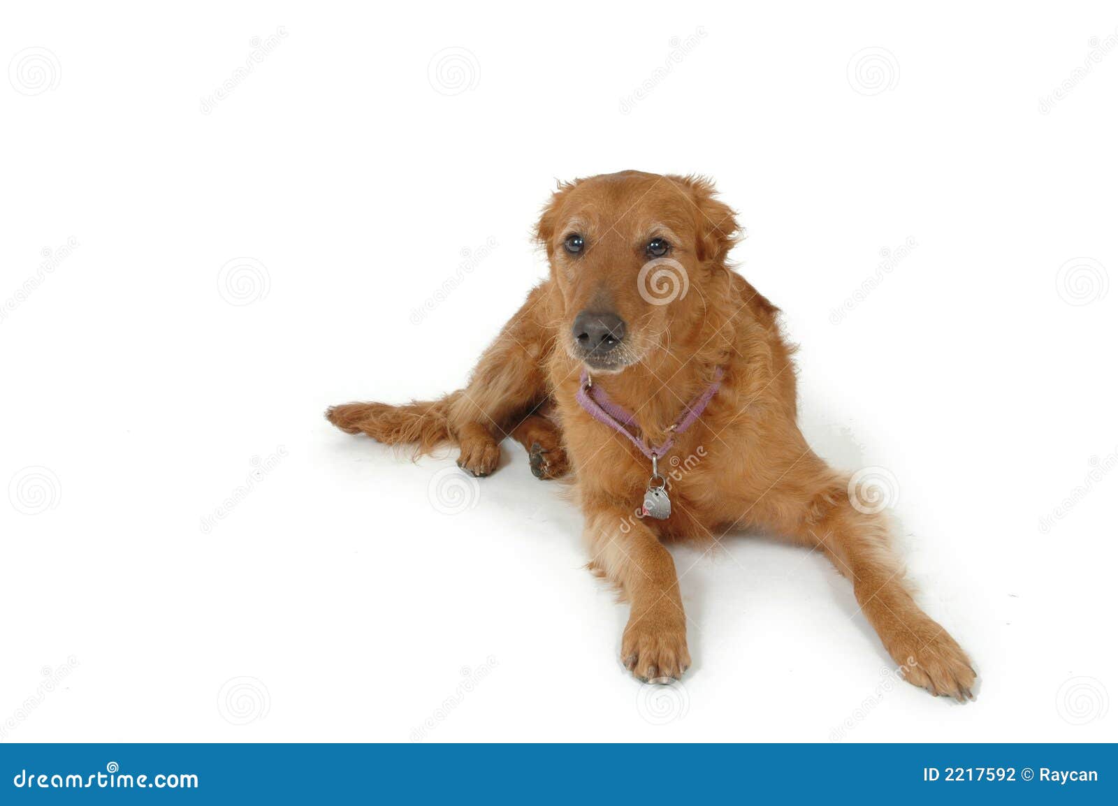 Perro asustado foto de archivo. Imagen de perrito, honestidad - 2217592