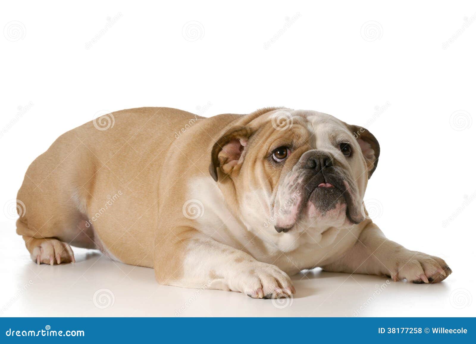 Perro asustado o nervioso foto de archivo. Imagen de buldog - 38177258