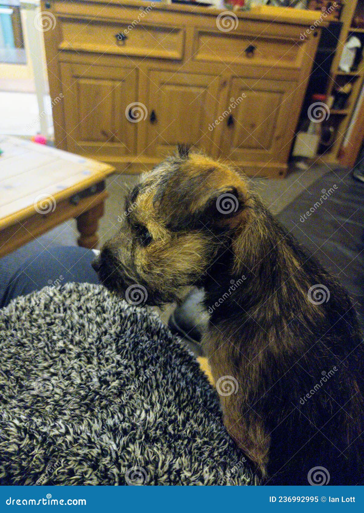 Perro Aterrador De Borde De Mascota Imagen de archivo - Imagen de fauna ...