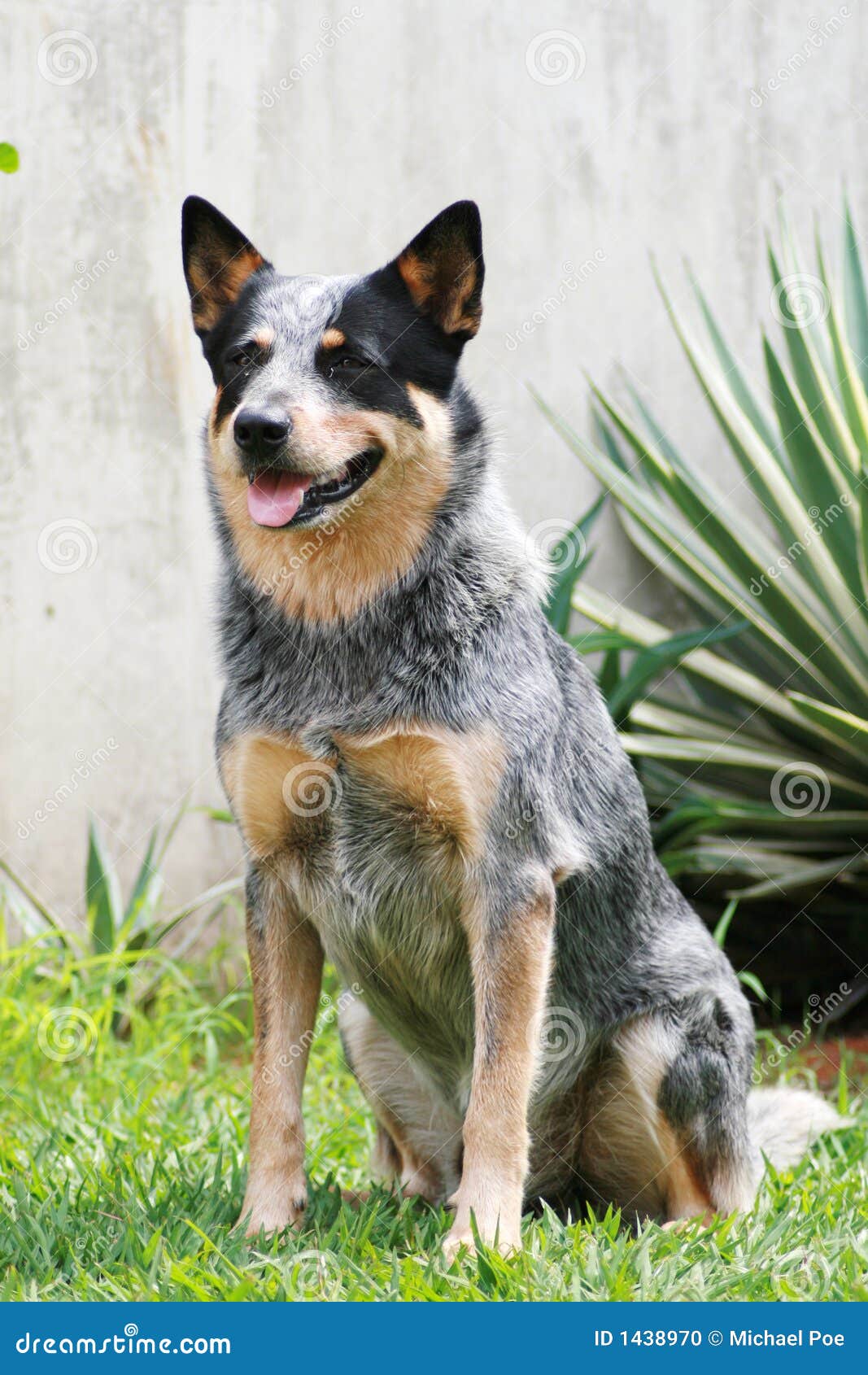 Perro Australiano Del Ganado Foto de archivo - Imagen de honestidad ...