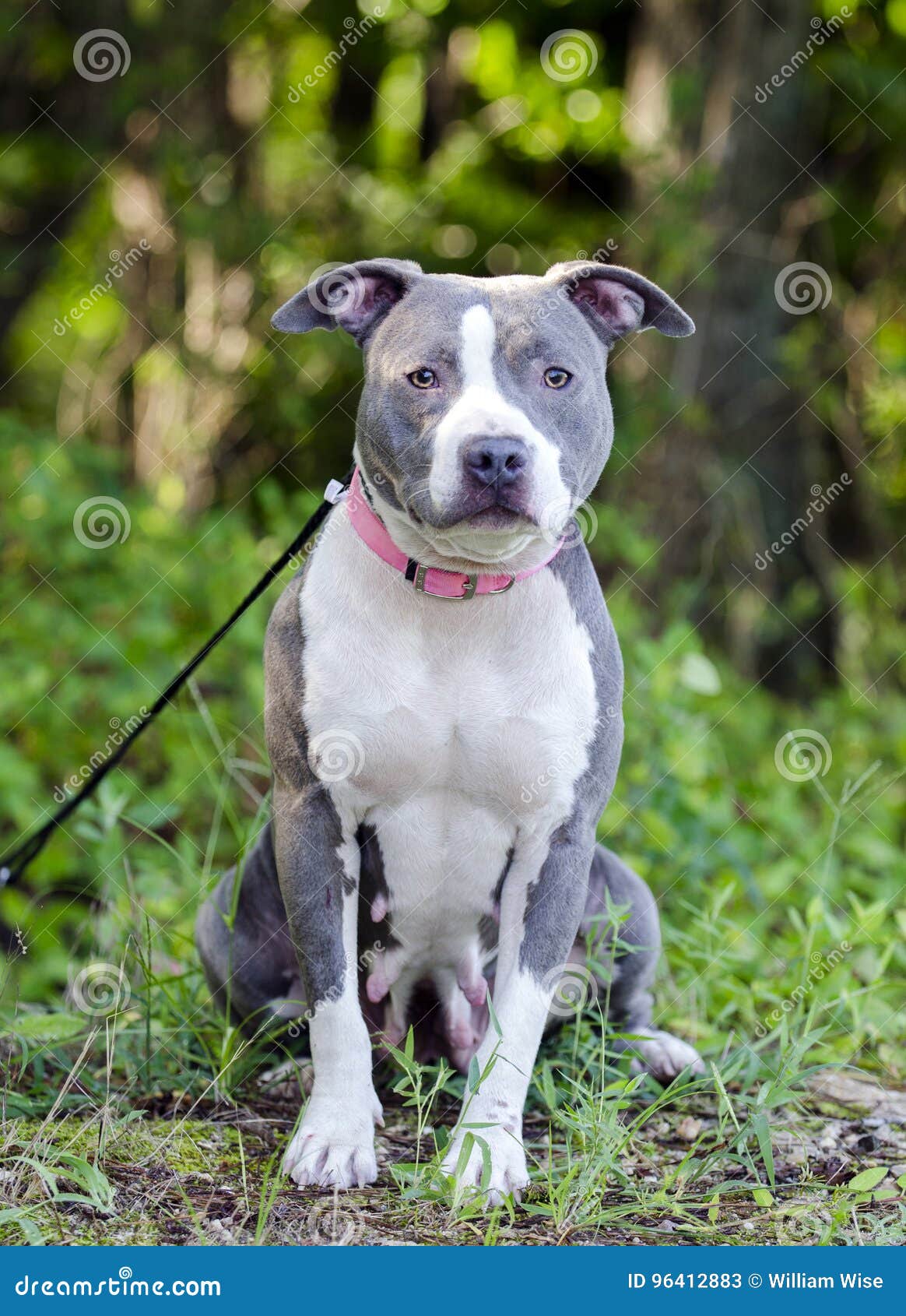 Perro Azul De Pitbull Terrier Del Americano Imagen de archivo - Imagen ...