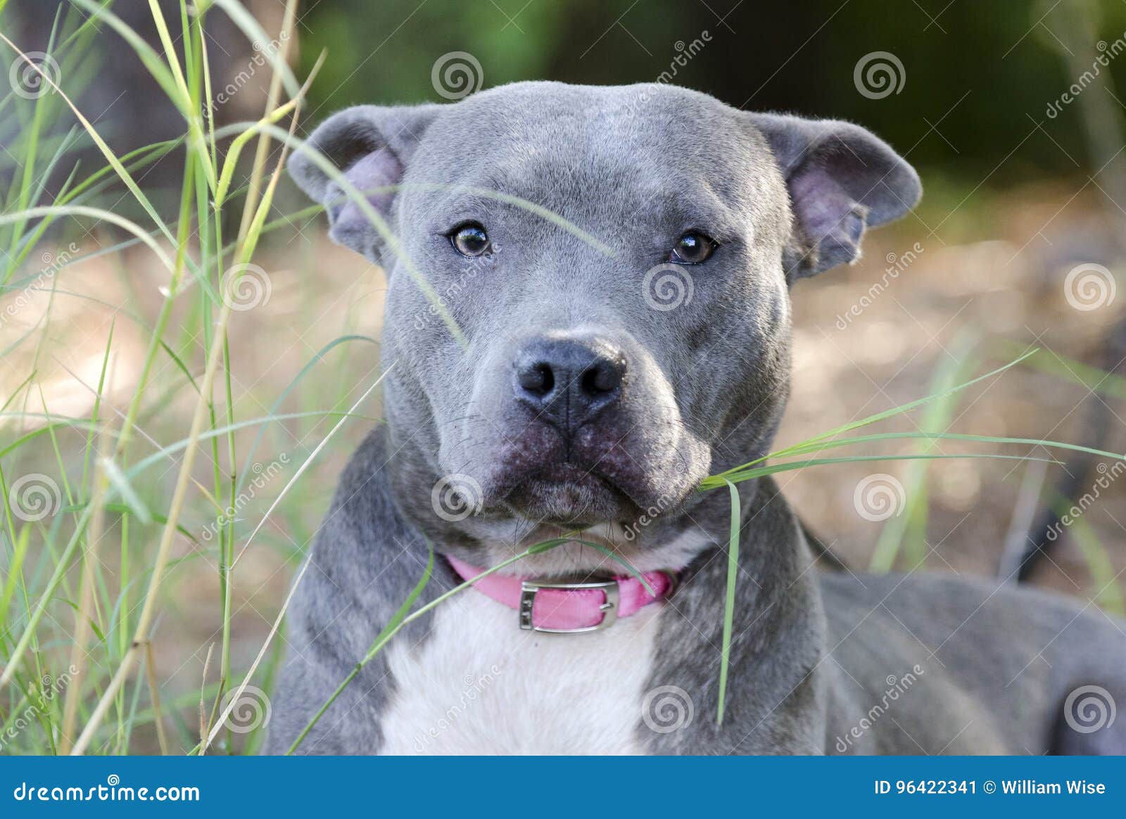 Perro Azul De Pitbull Terrier Del Americano Imagen de archivo - Imagen ...