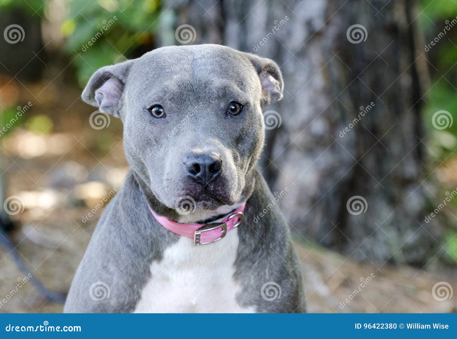 Perro Azul De Pitbull Terrier Del Americano Foto de archivo - Imagen de ...