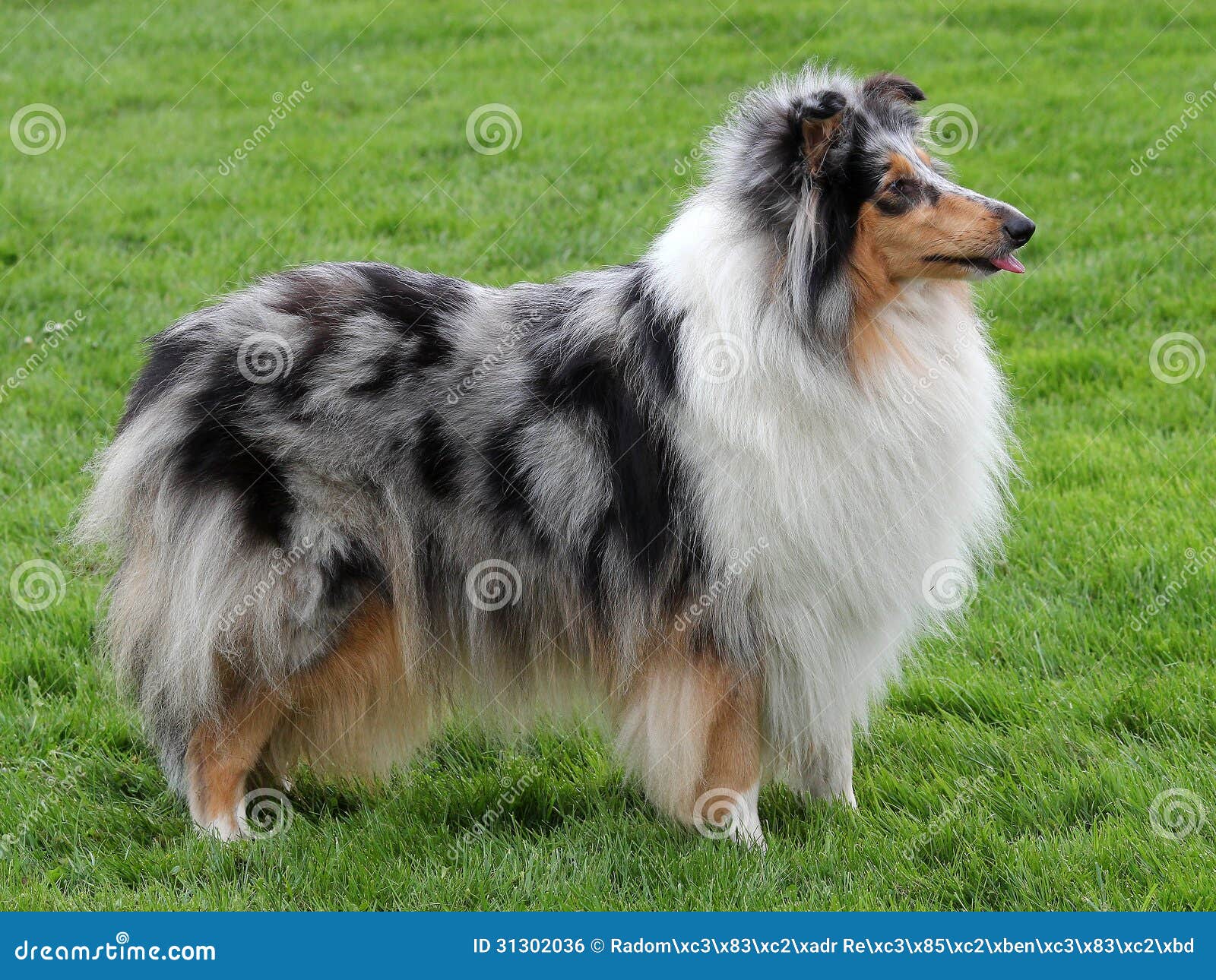 Perro Azul-merle De Collie Rough Foto de archivo - Imagen de dolor ...