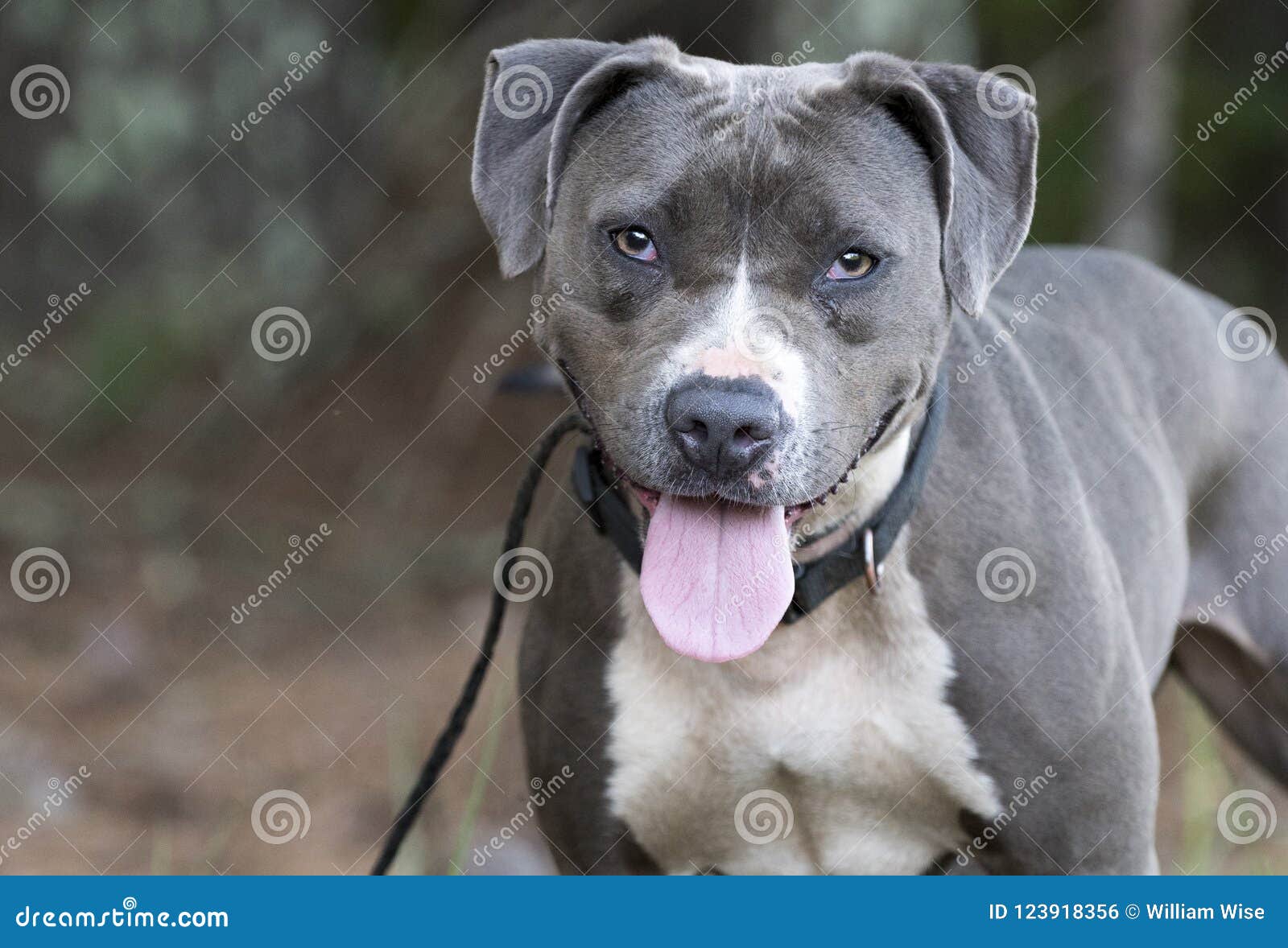 Pitbull Terrier Americano De Nariz Azul Hembra