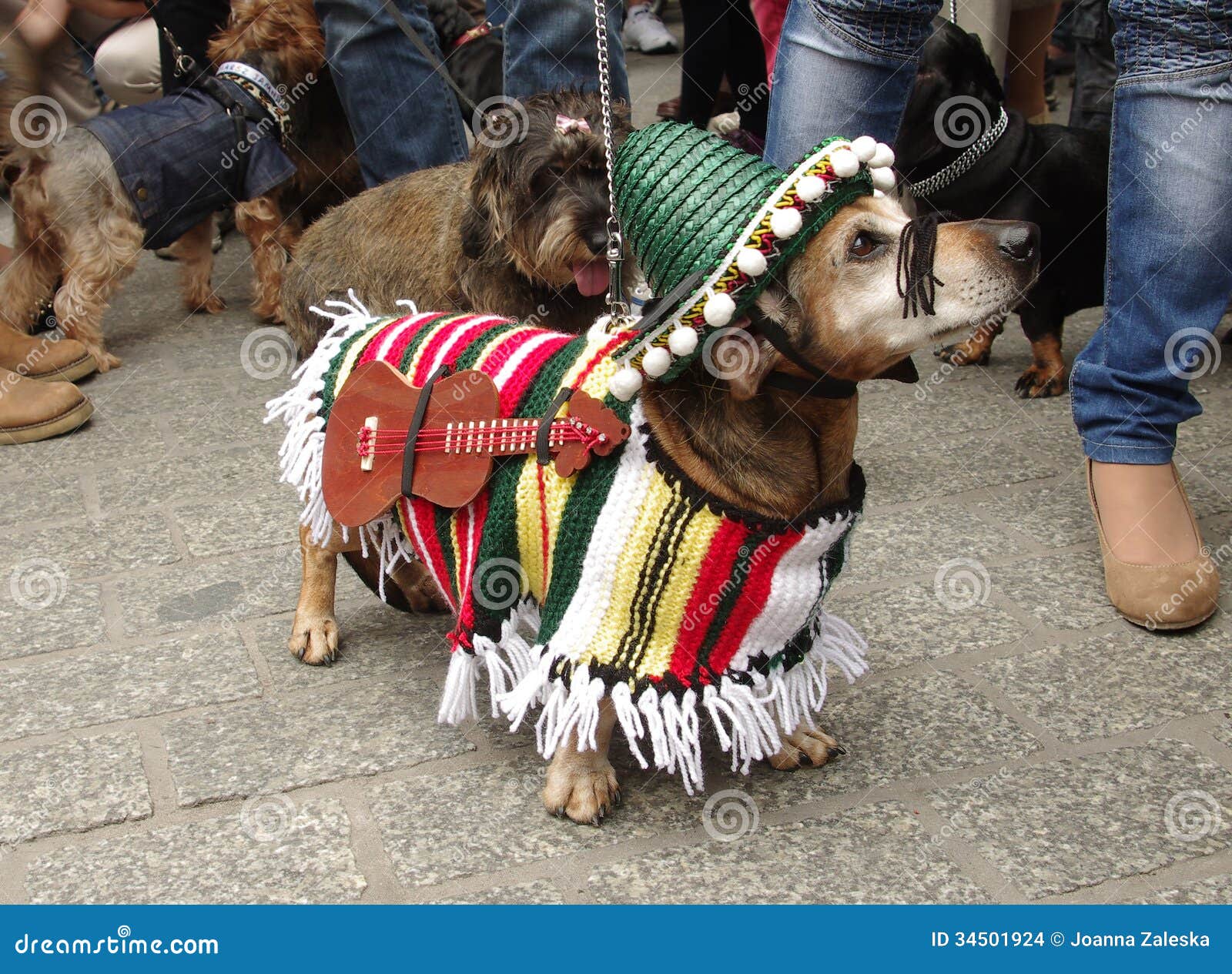 Perro basset del Mariachi foto de archivo. Imagen de desgaste - 34501924