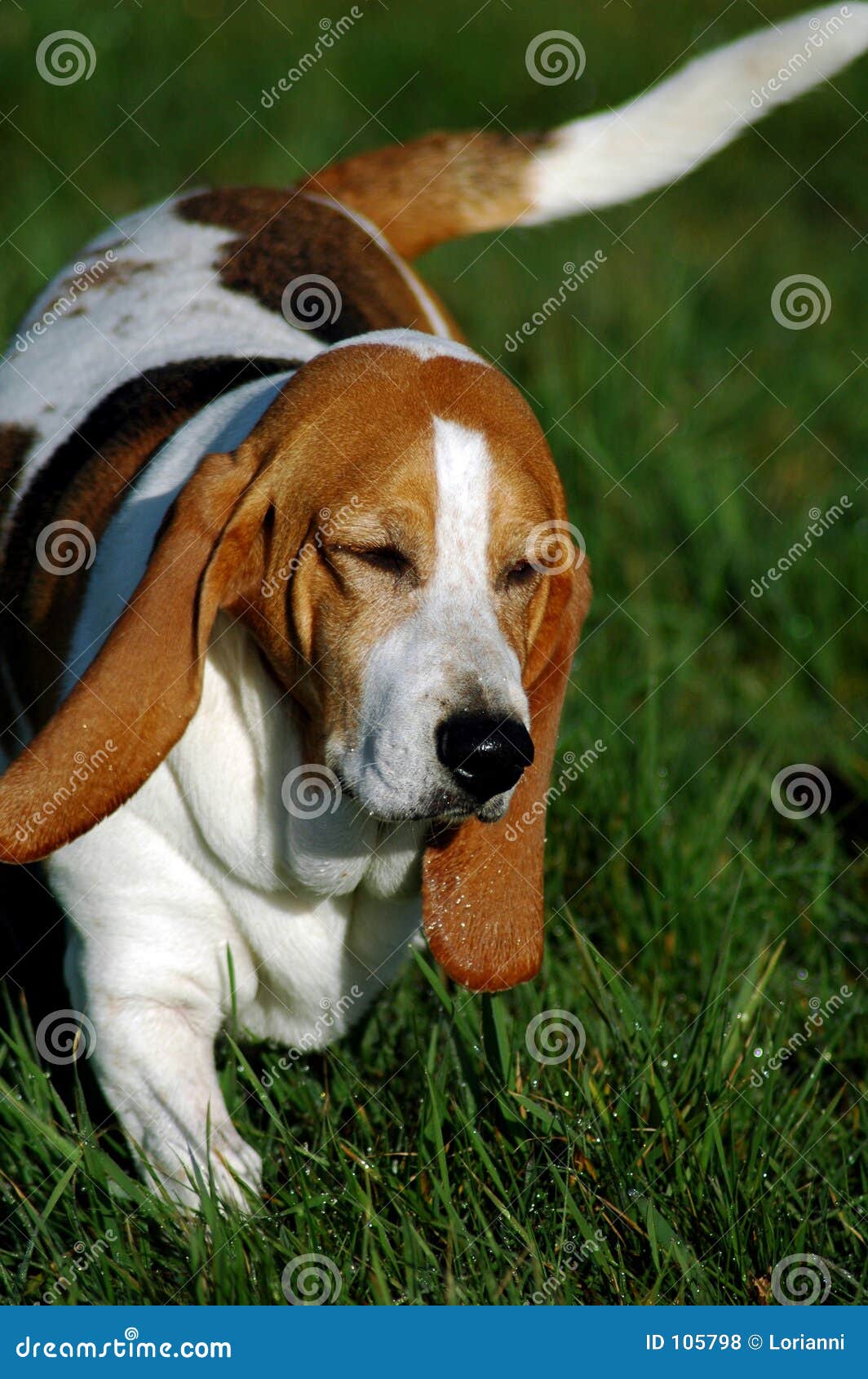 Perro - beagle 2 foto de archivo. Imagen de casta, doméstico - 105798