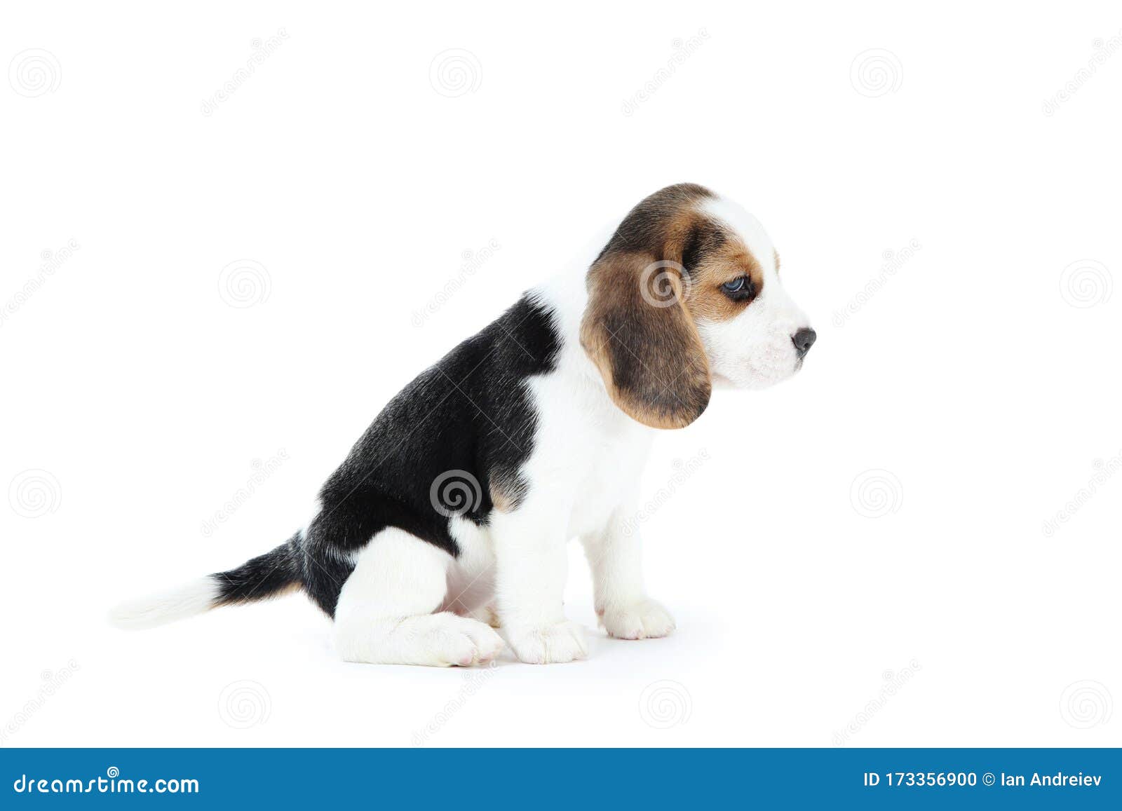 Perro beagle foto de archivo. Imagen de casta, perrito - 173356900