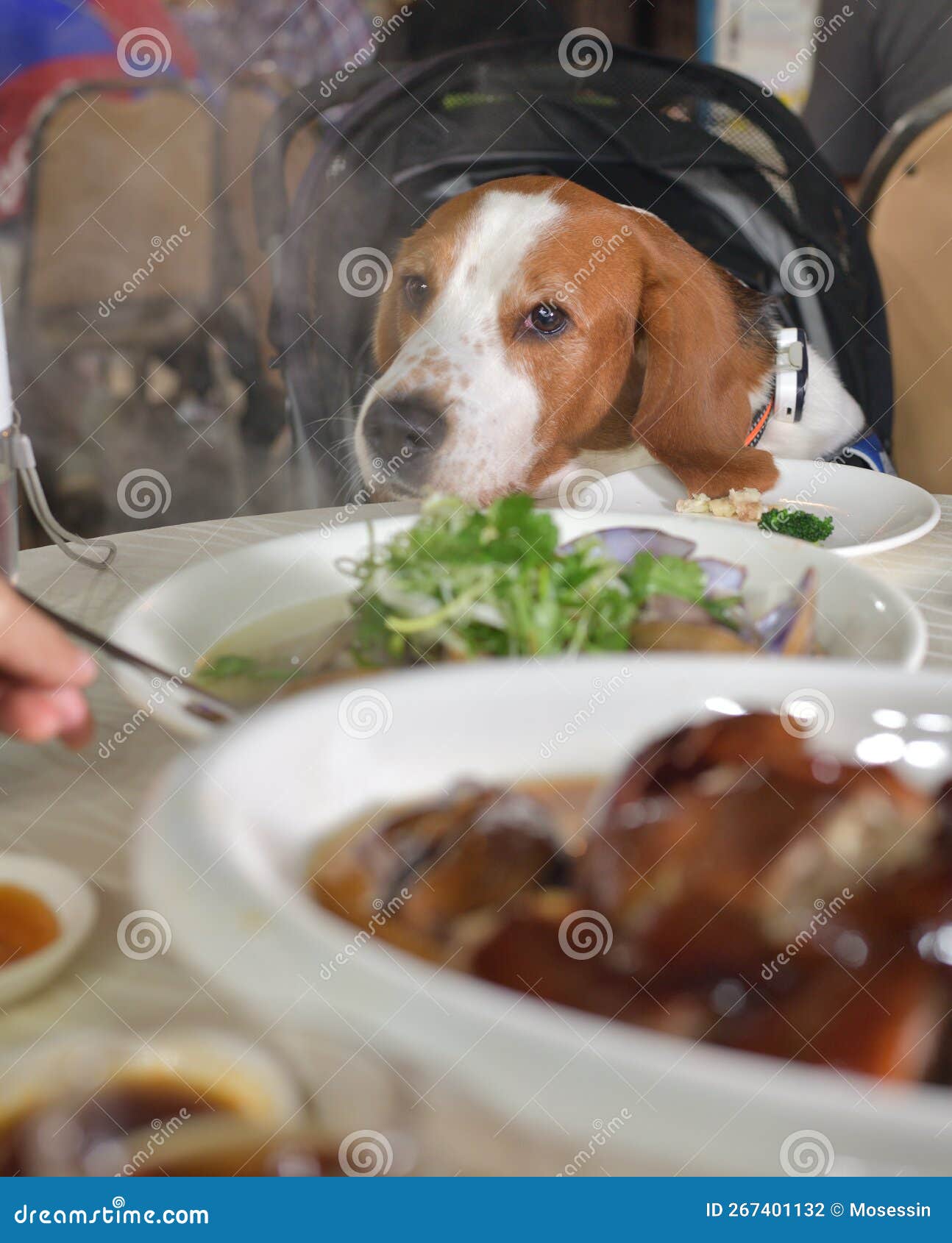 Perro Beagle Comiendo En La Mesa Foto de archivo - Imagen de fondo ...