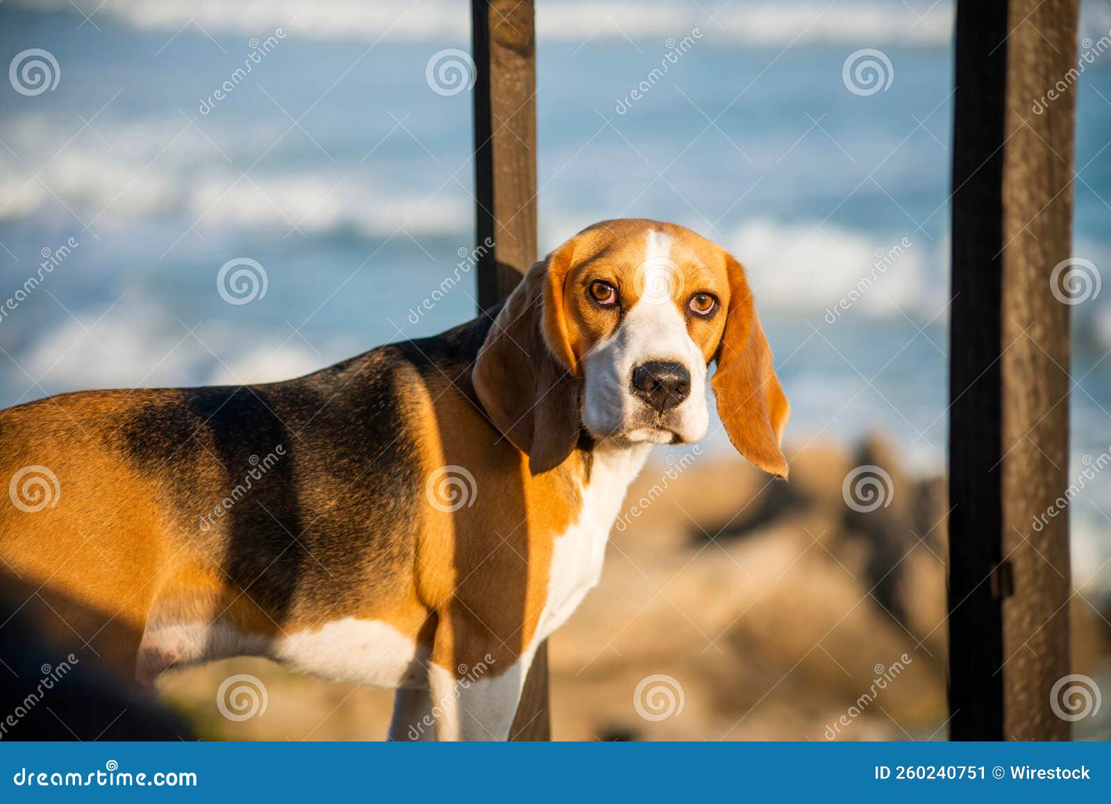 Perro Beagle De Pie Y Mirando Hacia Imagen de archivo - Imagen de casta ...