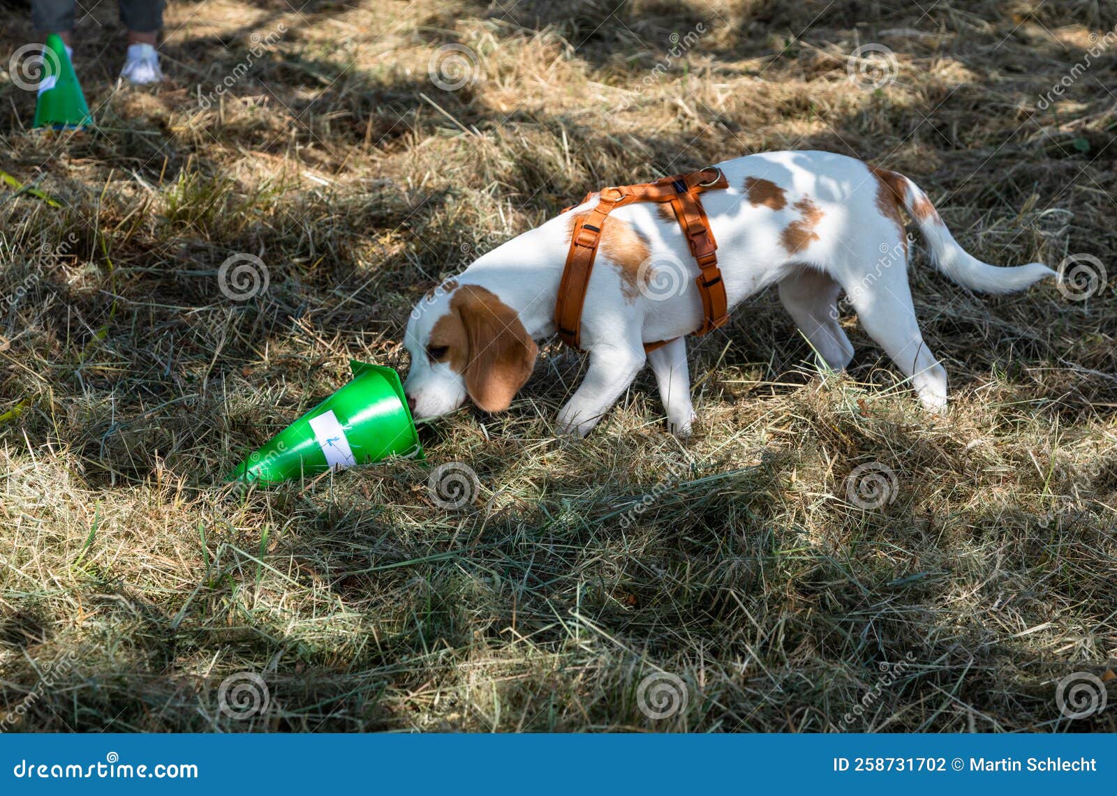 Perro Beagle En Olfateo De Escuela De Perros Foto de archivo - Imagen ...