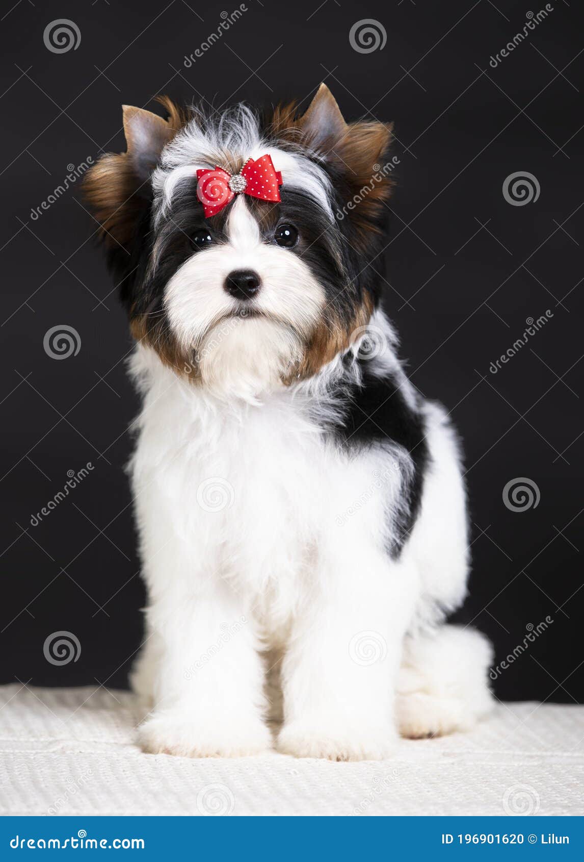 Perro Biewer Yorkshire Terrier En Negro Foto de archivo - Imagen de ...