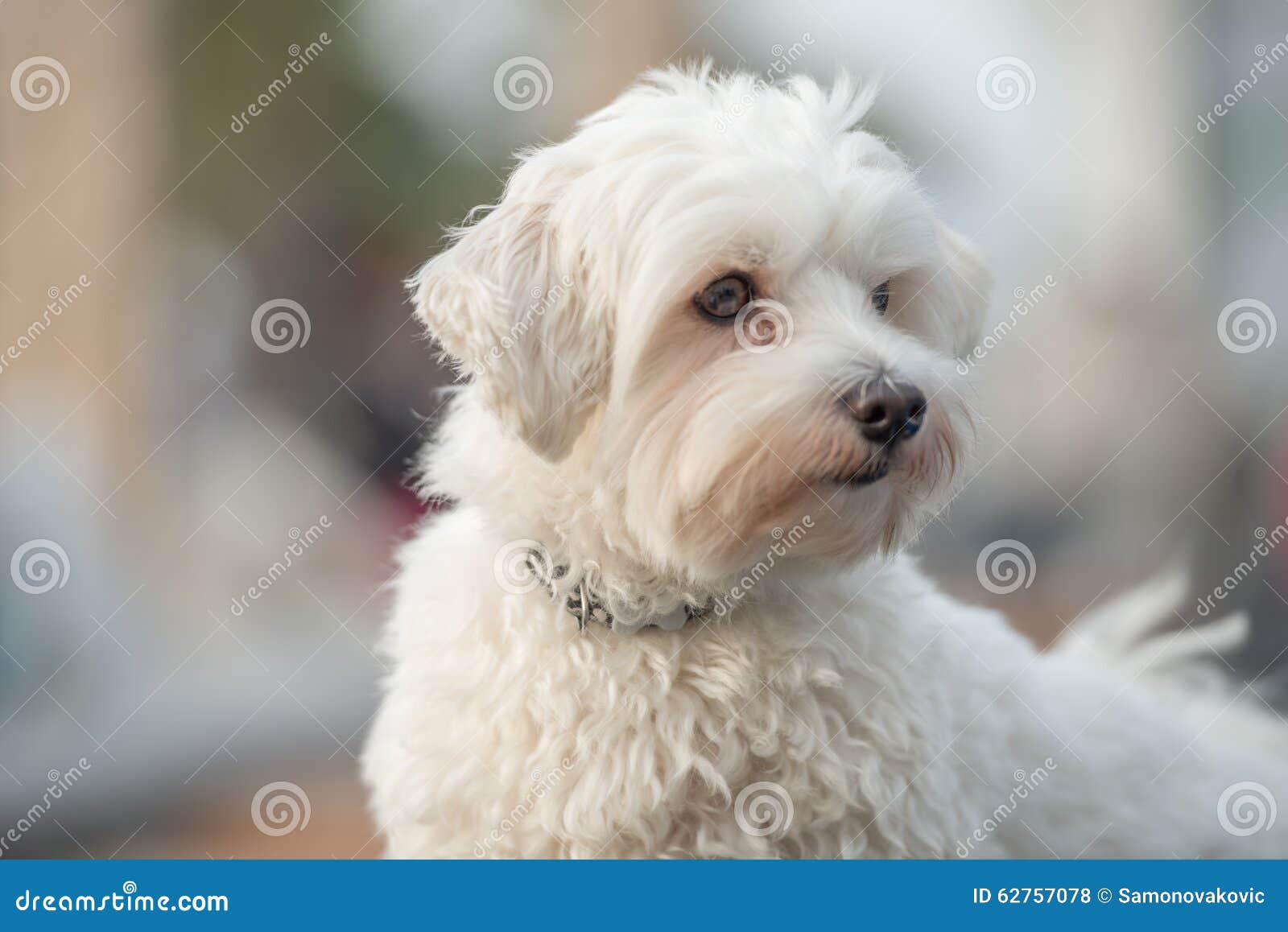 Perro blanco foto de archivo. Imagen de perro, doméstico - 62757078