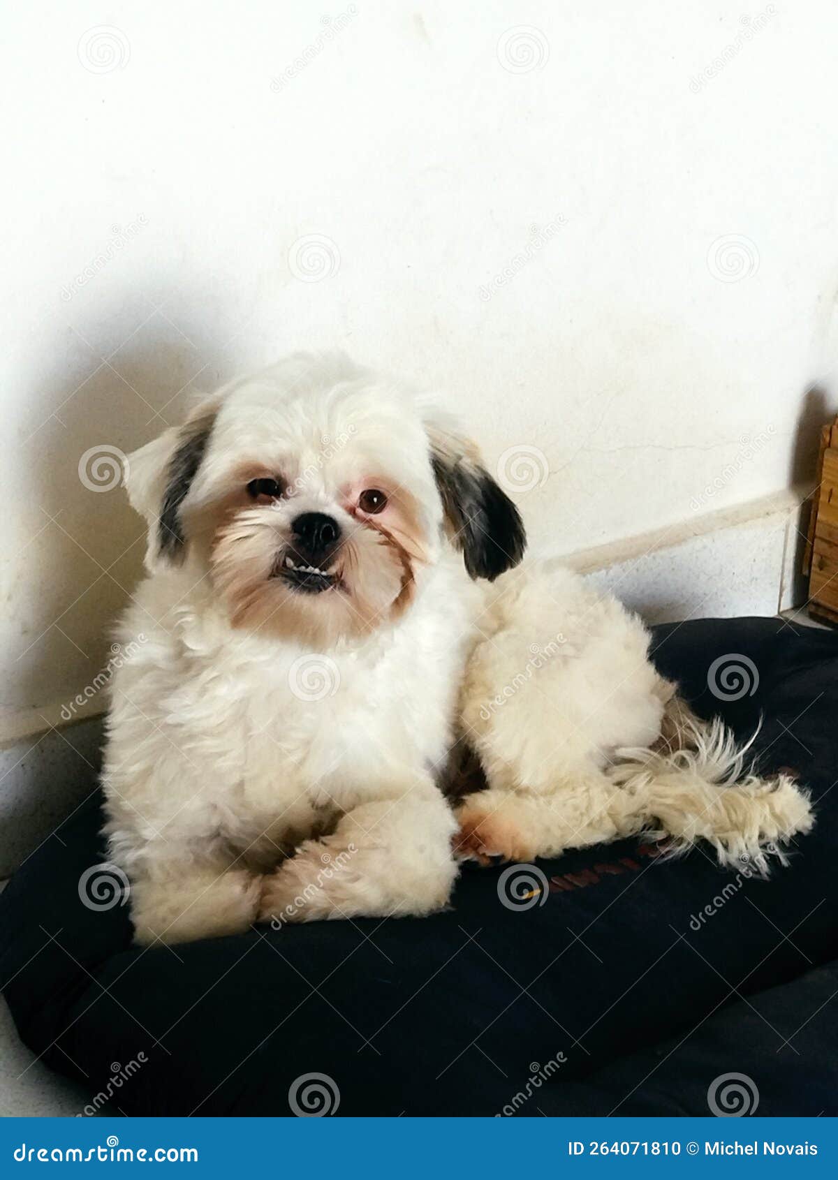 Perro Blanco De Corte Shitzu Foto de archivo - Imagen de perrito ...