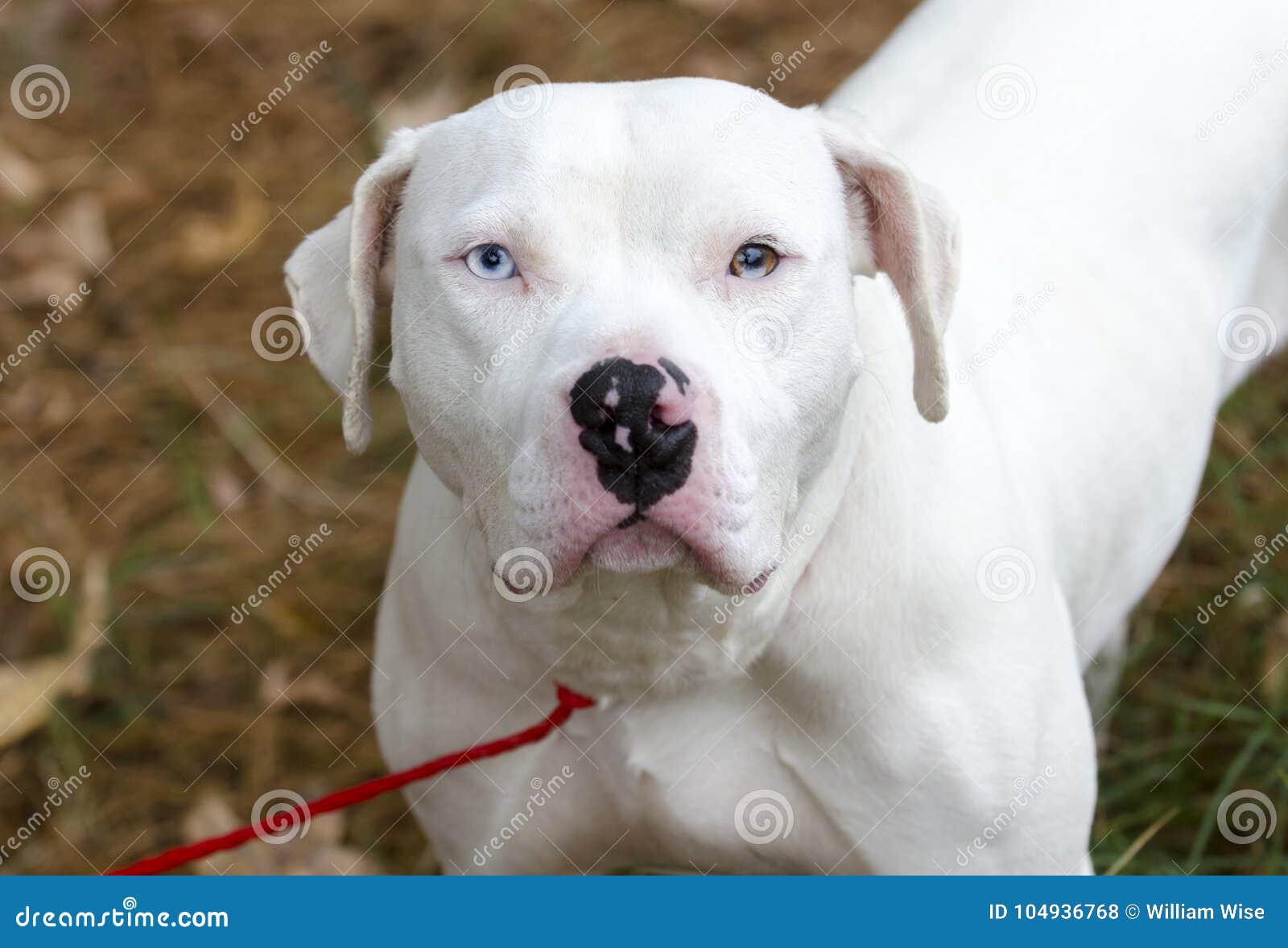Perro Blanco De Pitbull Terrier Del Americano Con El Ojo Azul Foto de ...