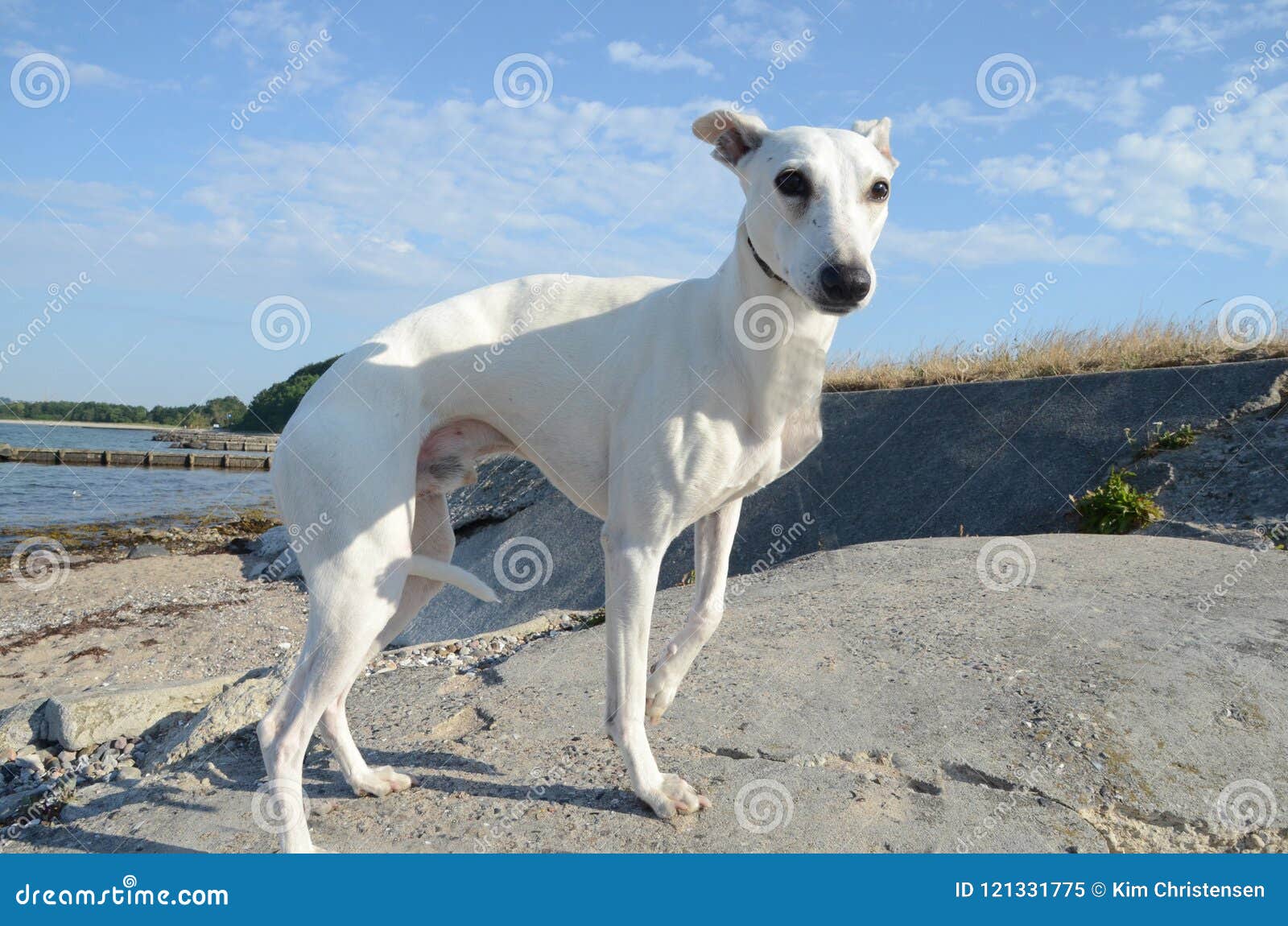 Perro blanco del lebrel imagen de archivo. Imagen de paisaje - 121331775