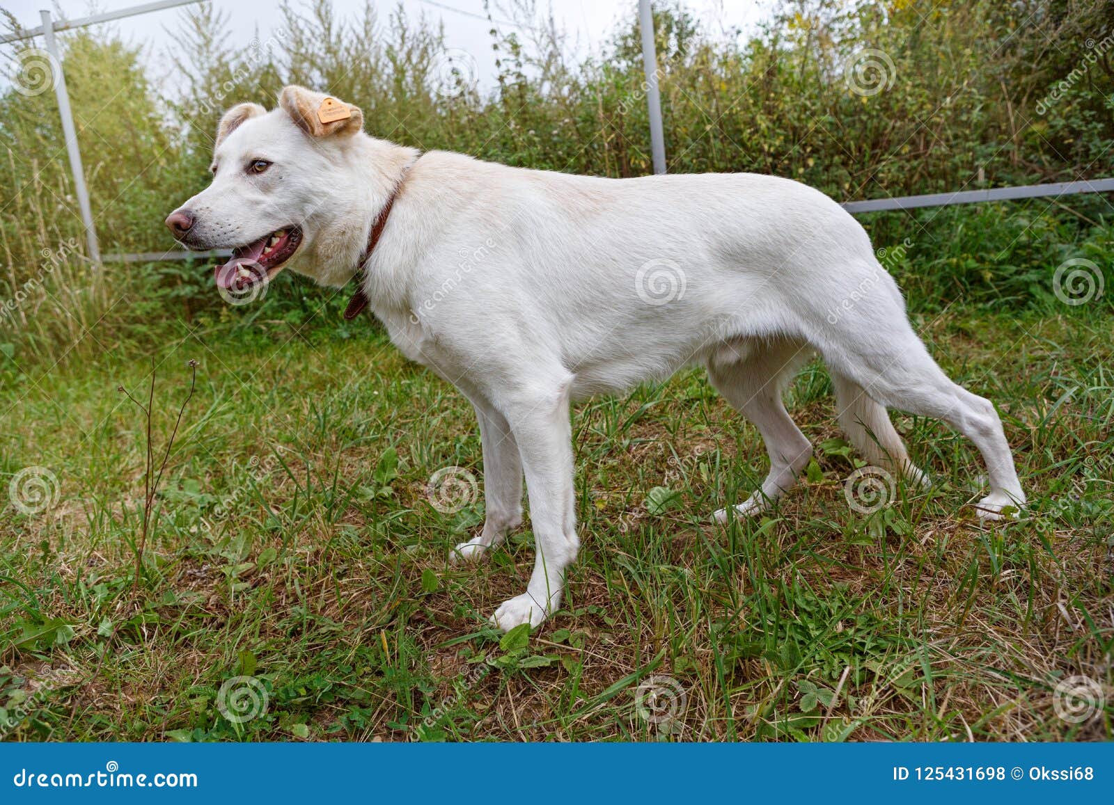 Perro blanco grande foto de archivo. Imagen de casta - 125431698