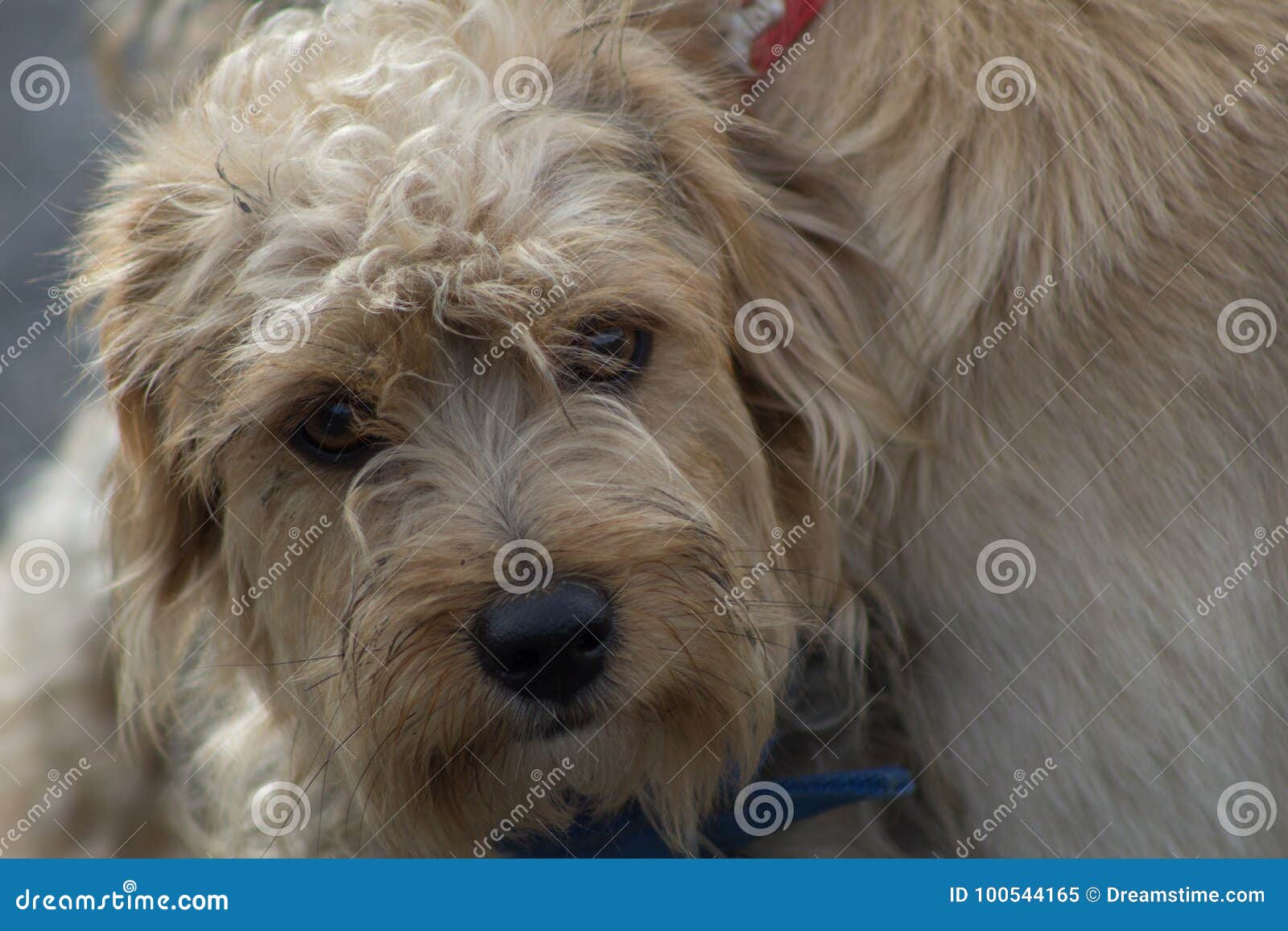 Perro blanco molesto imagen de archivo. Imagen de fondo - 100544165