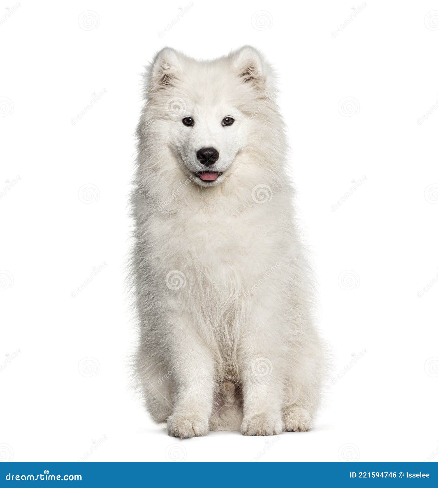 Perro Blanco Samoyado Sentado Y Jadeando Aislado Foto de archivo ...