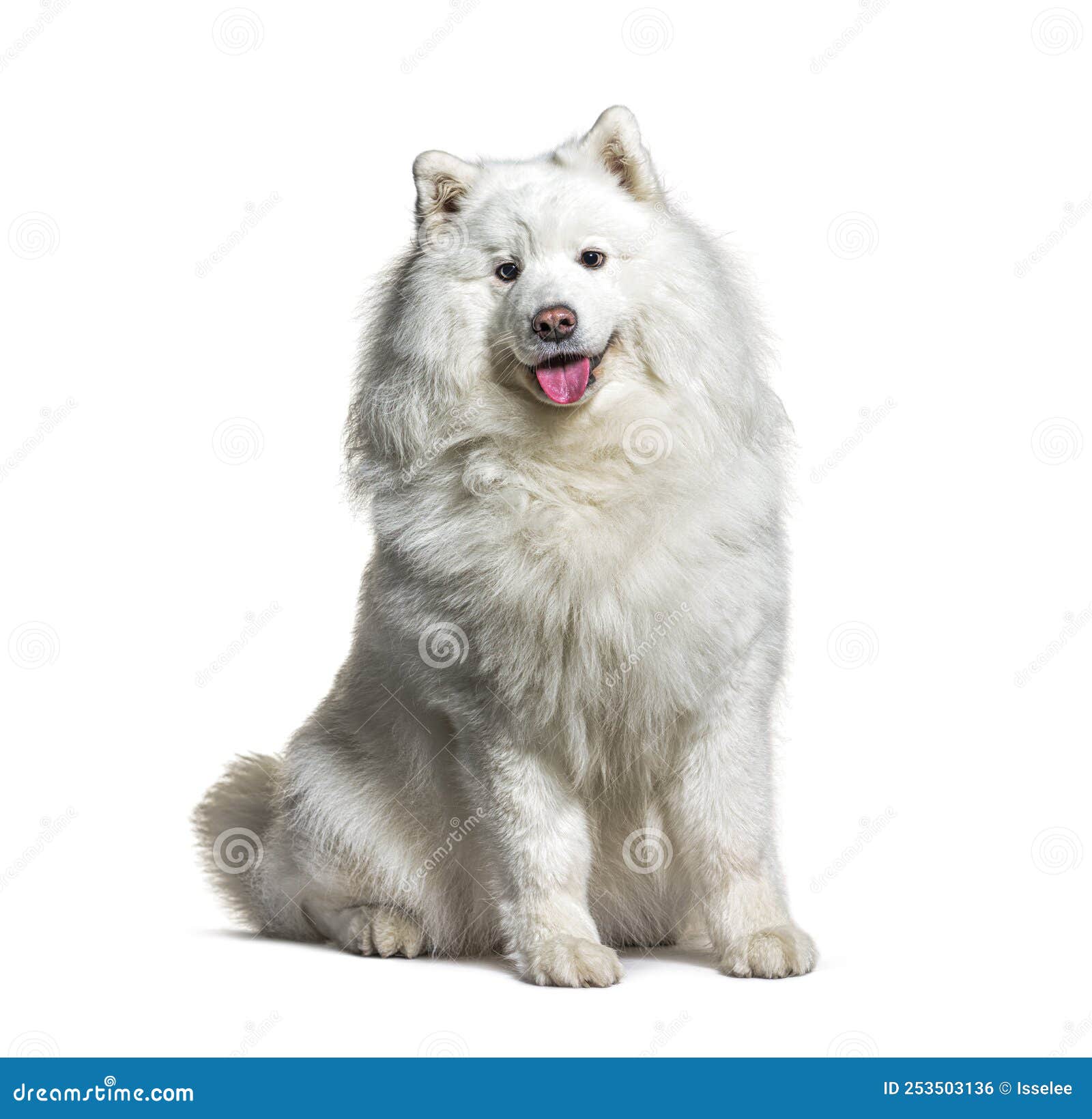 Perro Blanco Sentado Aislado Foto de archivo - Imagen de canino, jadeo ...