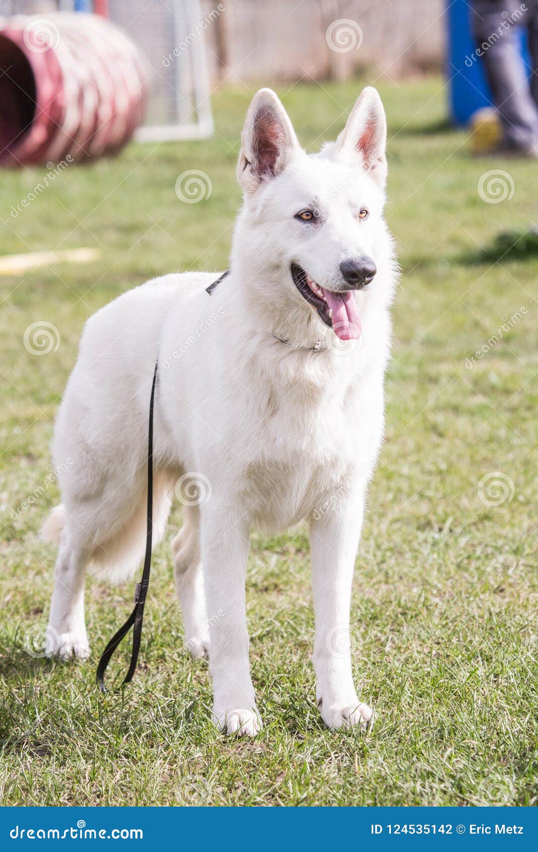 Perro Blanco Suizo Del Adutl Del Pastor Foto de archivo - Imagen de ...