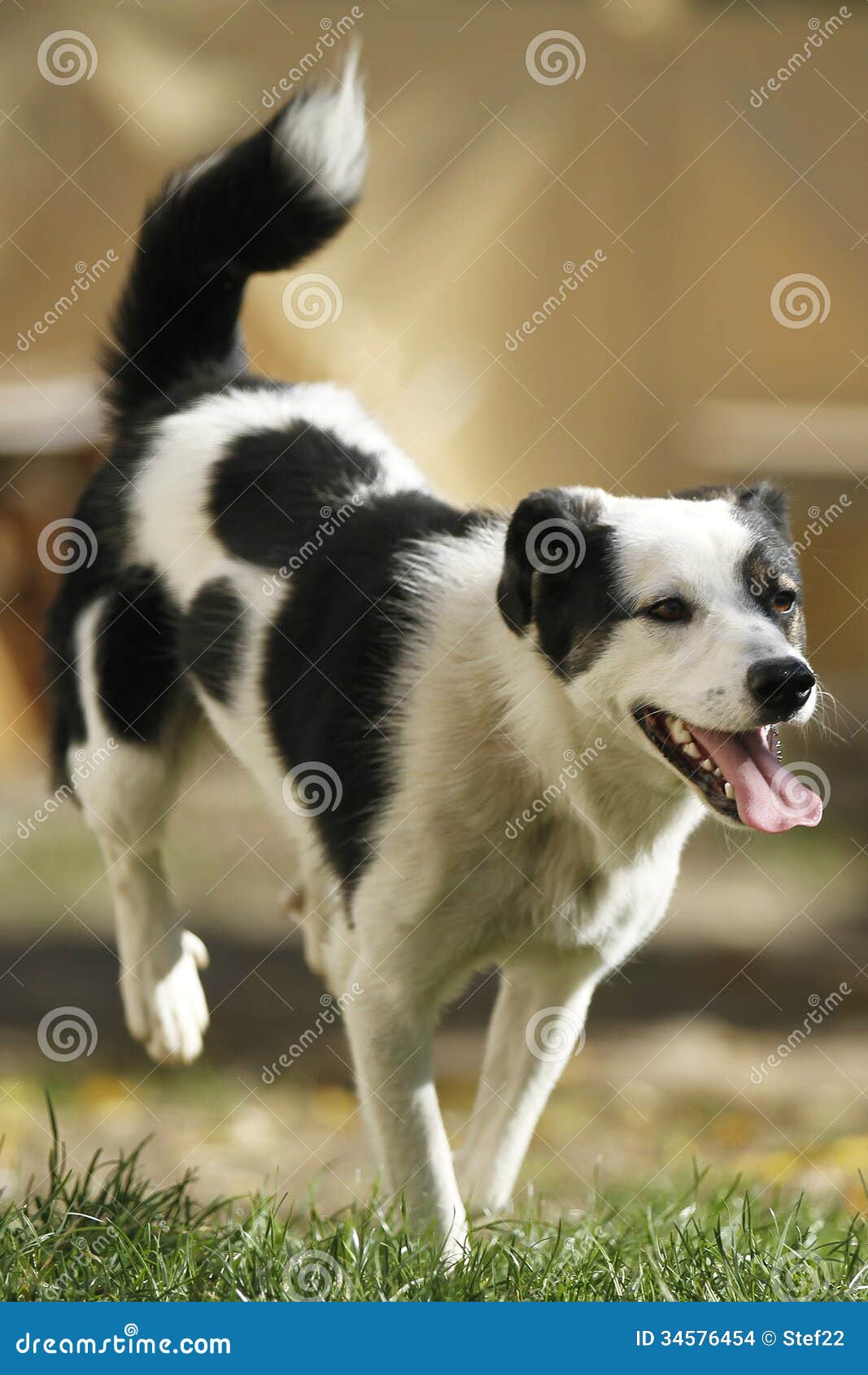 Perro blanco y negro foto de archivo. Imagen de bueno - 34576454