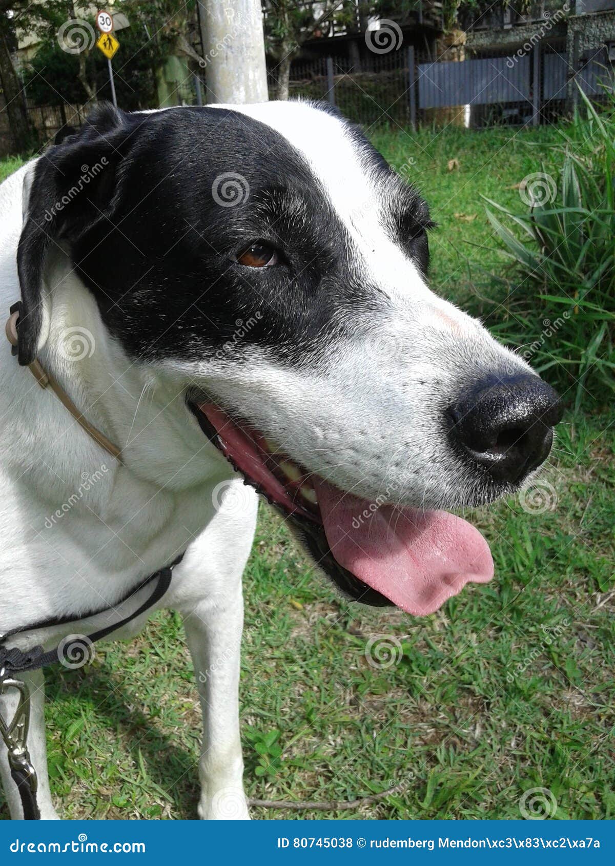 Perro Blanco Y Negro De La Mezcla Foto de archivo - Imagen de cara ...