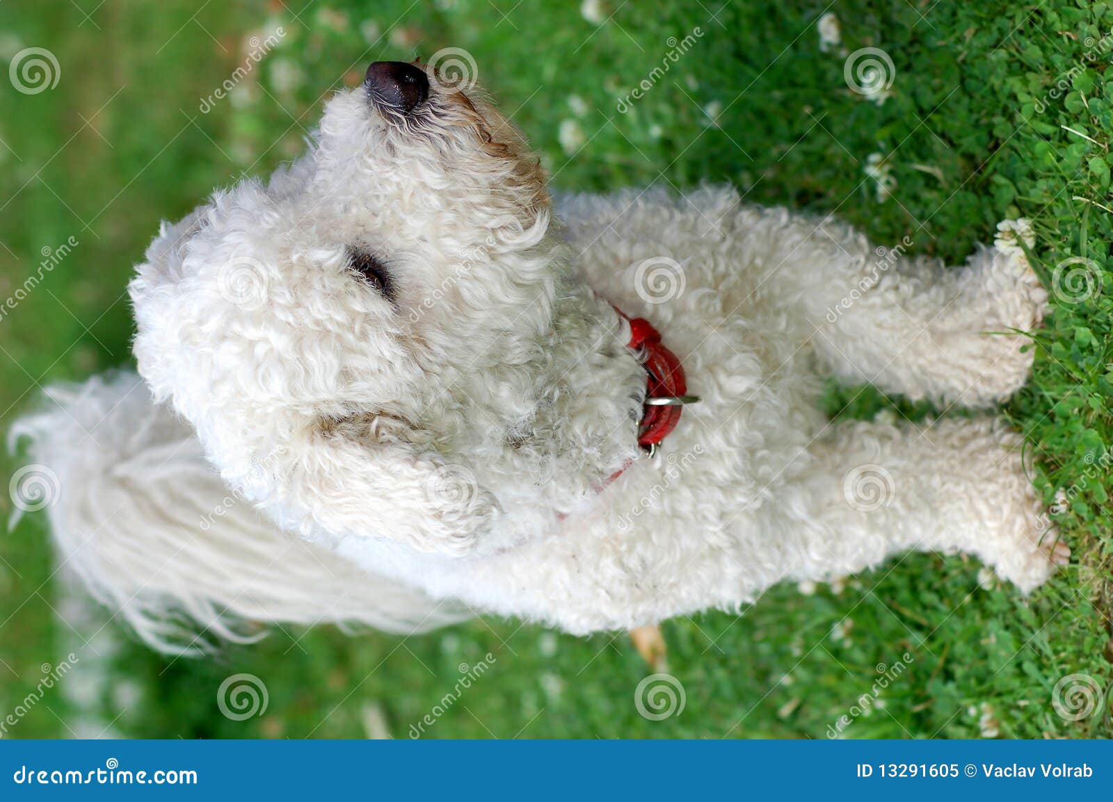 Perro boloñés imagen de archivo. Imagen de belleza, dulce - 13291605