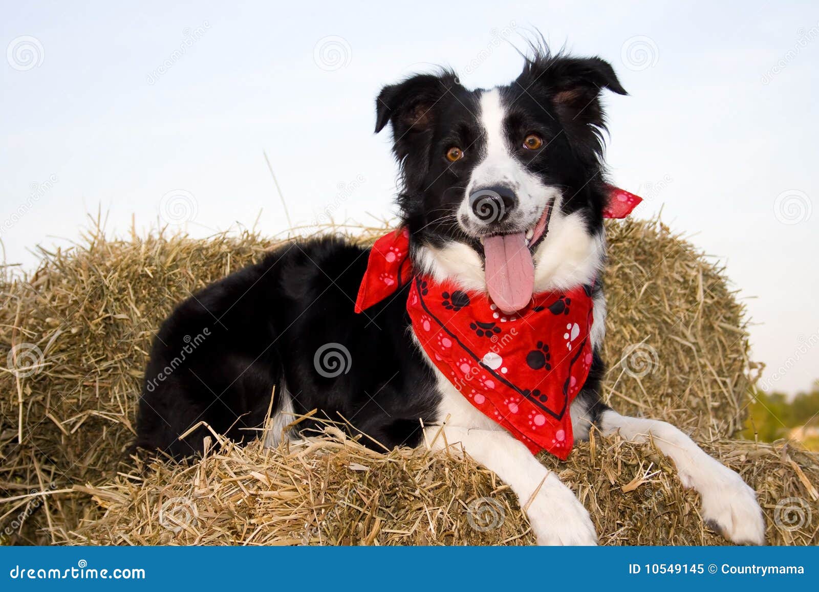 Perro bonito de la granja. imagen de archivo. Imagen de balas - 10549145
