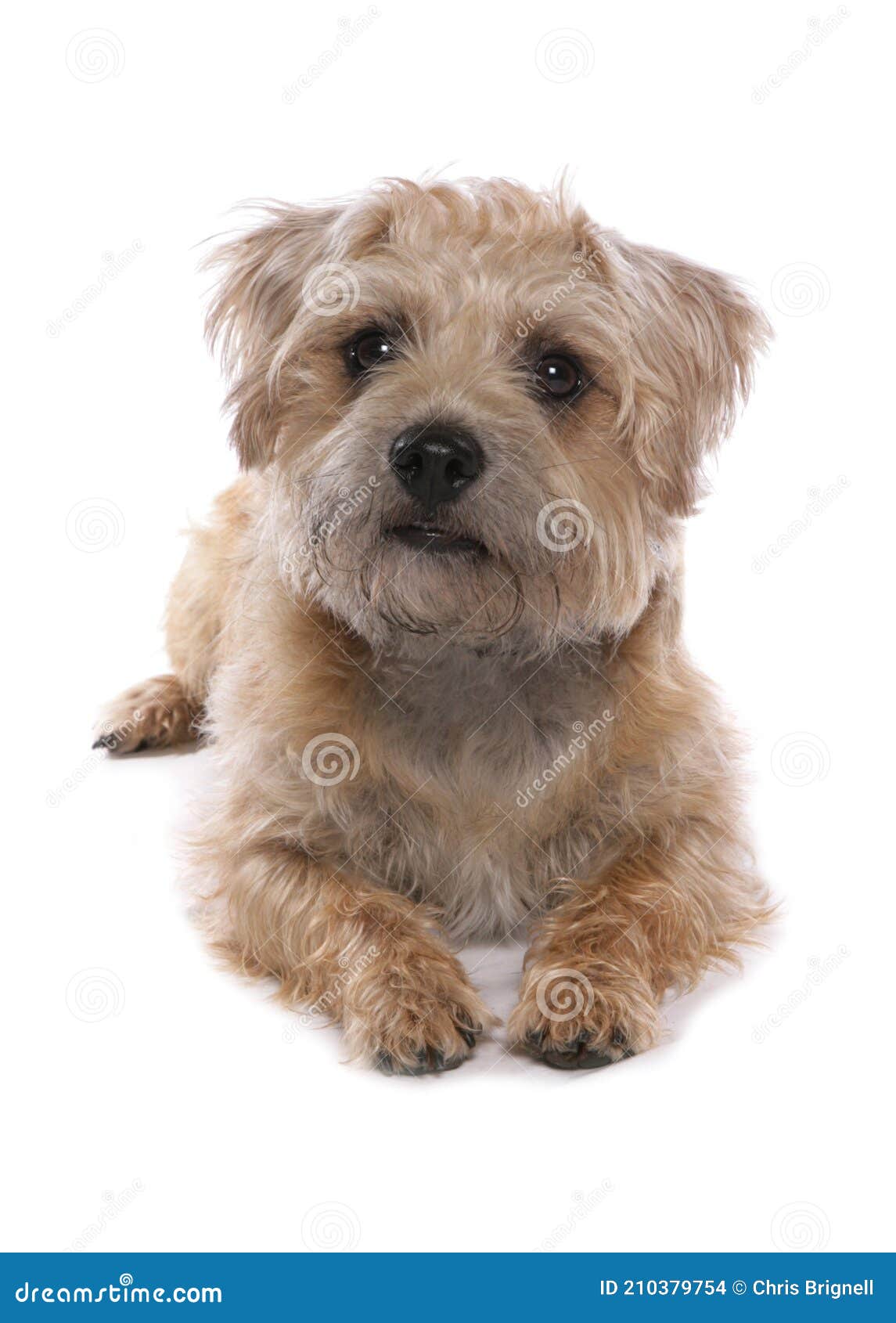 Perro border terrier foto de archivo. Imagen de salir - 210379754