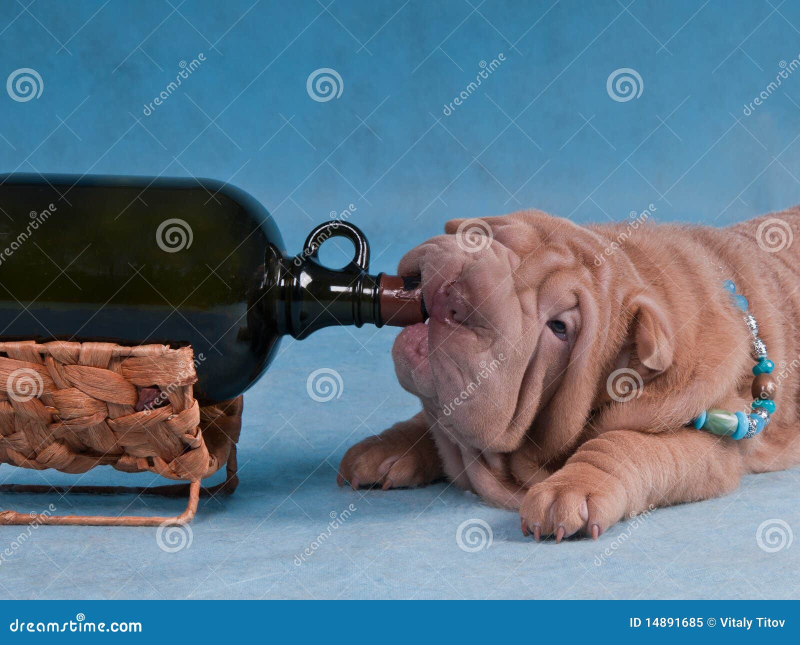 Perro borracho imagen de archivo. Imagen de humor, cristal - 14891685