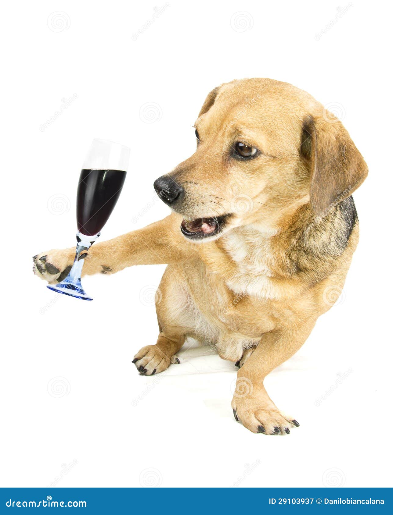 Perro borracho imagen de archivo. Imagen de perro, verde - 29103937