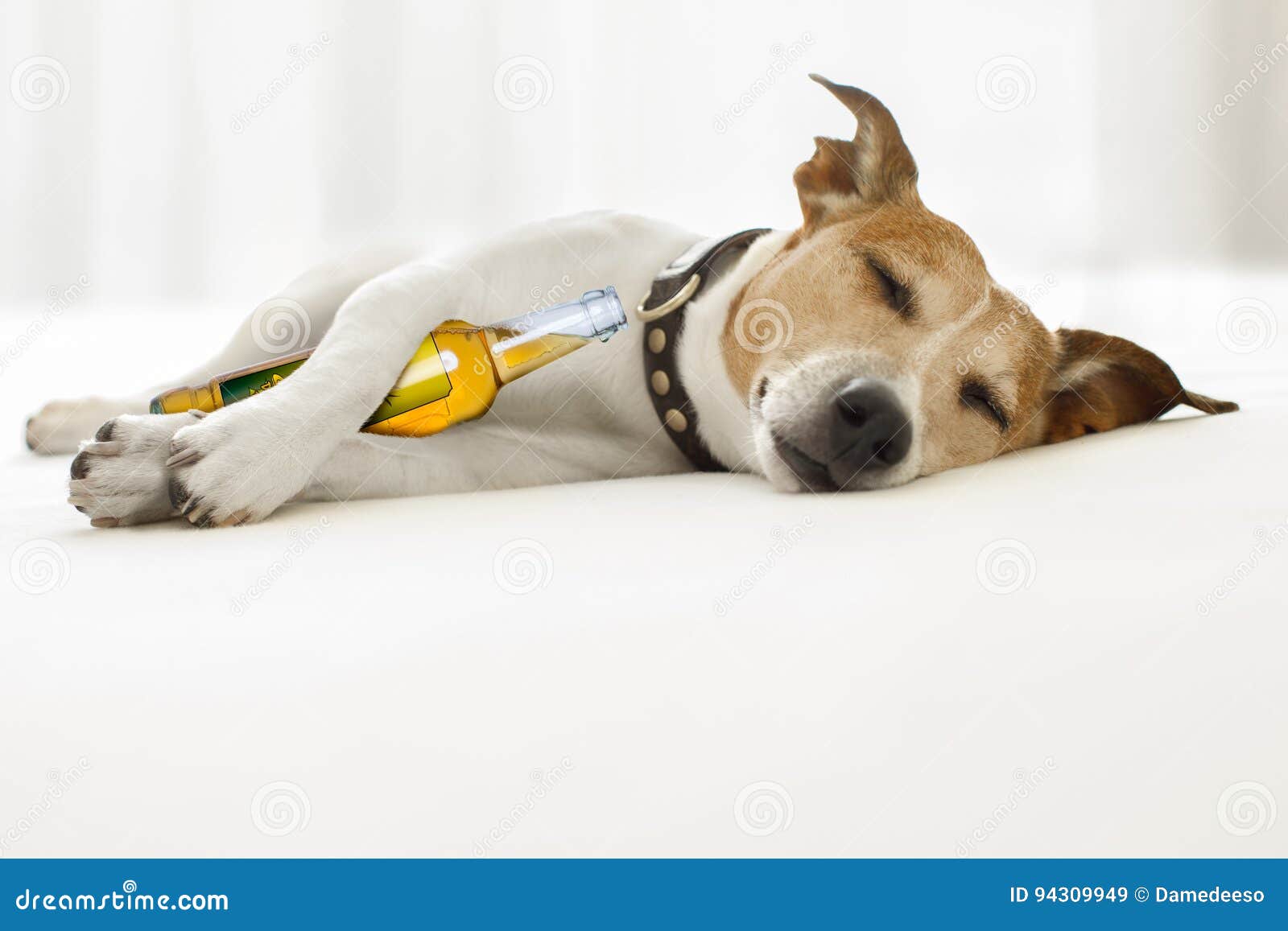 Perro Borracho De La Resaca Imagen de archivo - Imagen de perro, gato ...