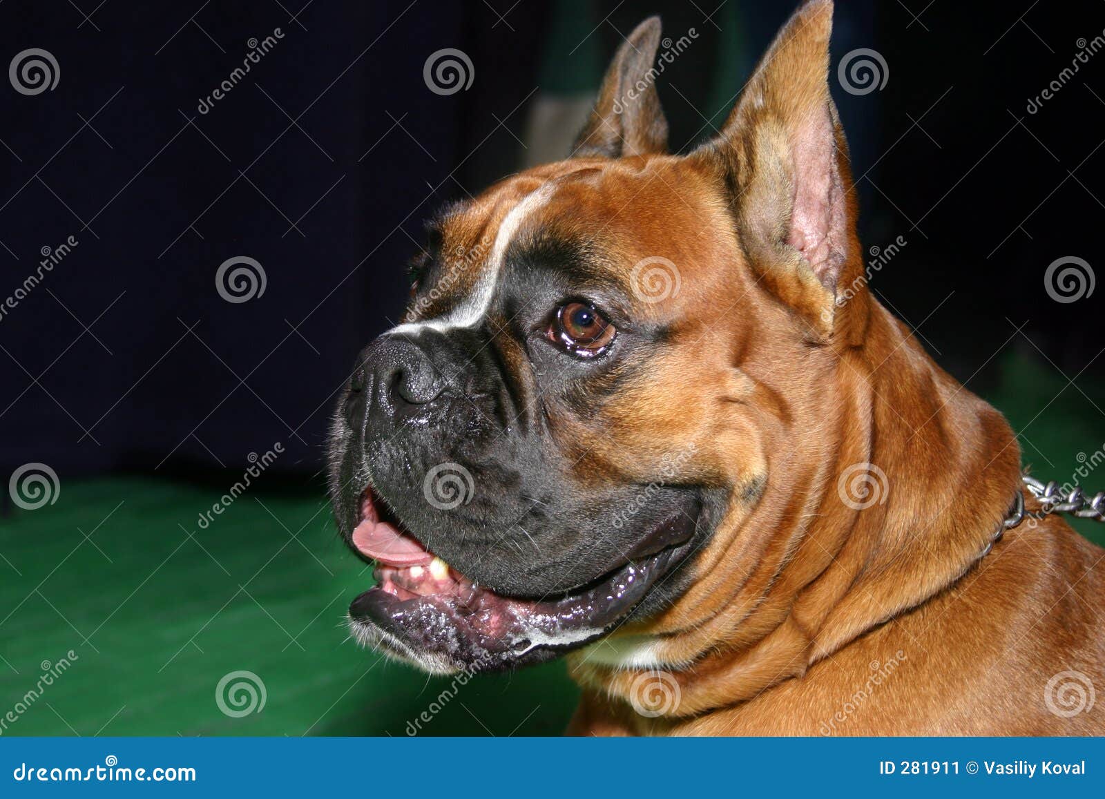 Perro - boxeador imagen de archivo. Imagen de lengüeta - 281911