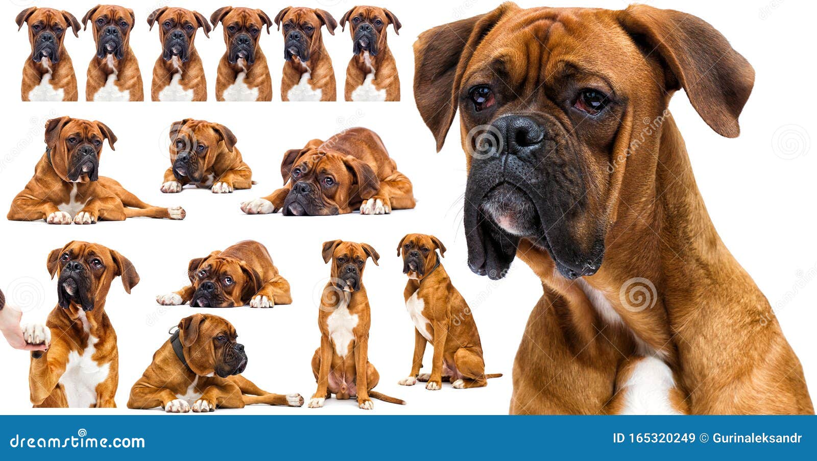 Perro boxeador aislado imagen de archivo. Imagen de adorable - 165320249