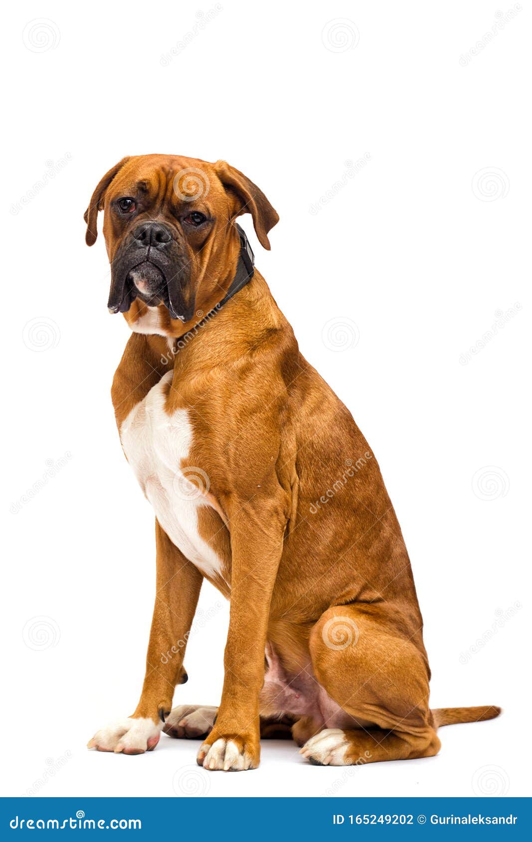 Perro Boxeador Sentado En Aislado Foto de archivo - Imagen de perezoso ...