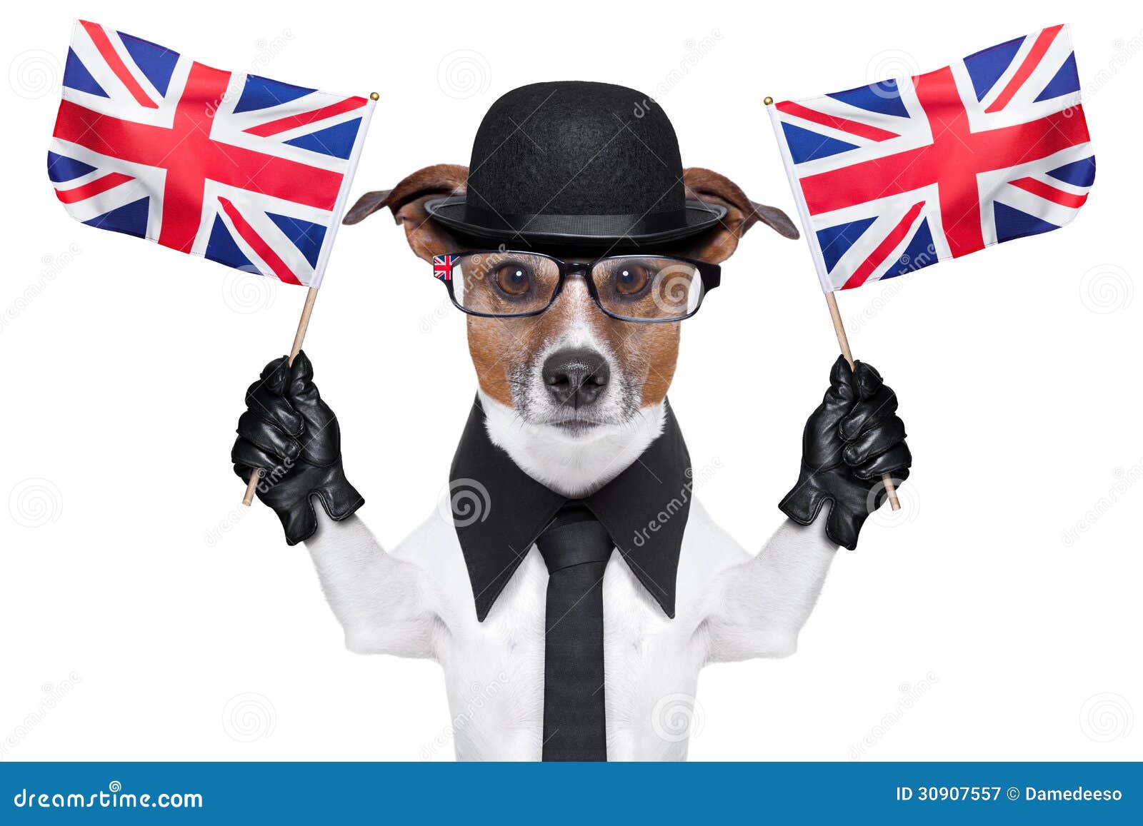 Perro británico imagen de archivo. Imagen de inglés, fondo - 30907557