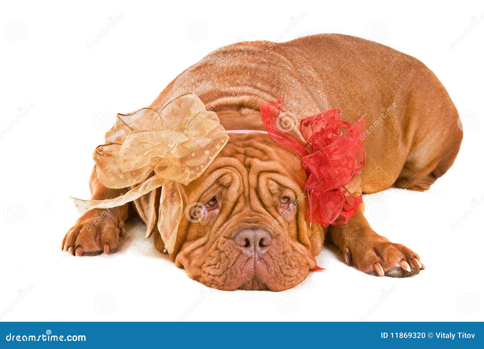 Perro Bueno Con Dos Arqueamientos Foto de archivo - Imagen de canino ...