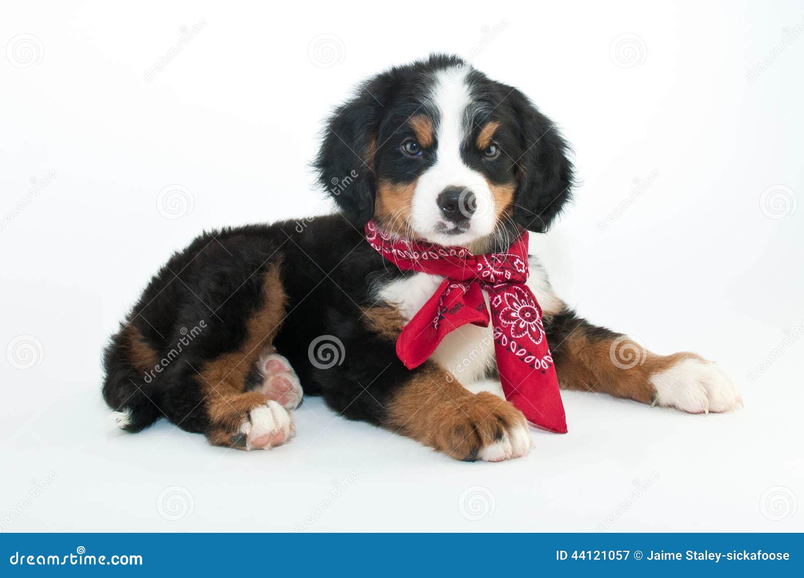 Perro Burmese De La Montaña Imagen de archivo - Imagen de perro, bebé ...