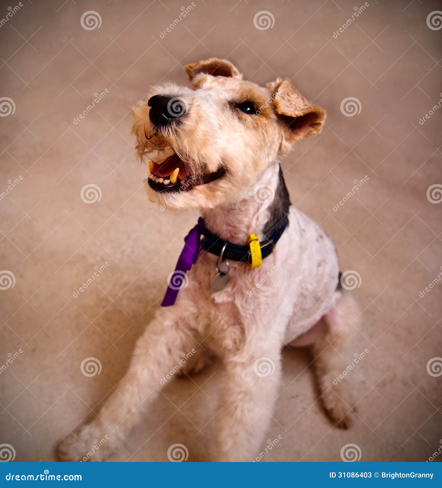 Perro Cabelludo Del Terrier Del Alambre Imagen de archivo - Imagen de ...