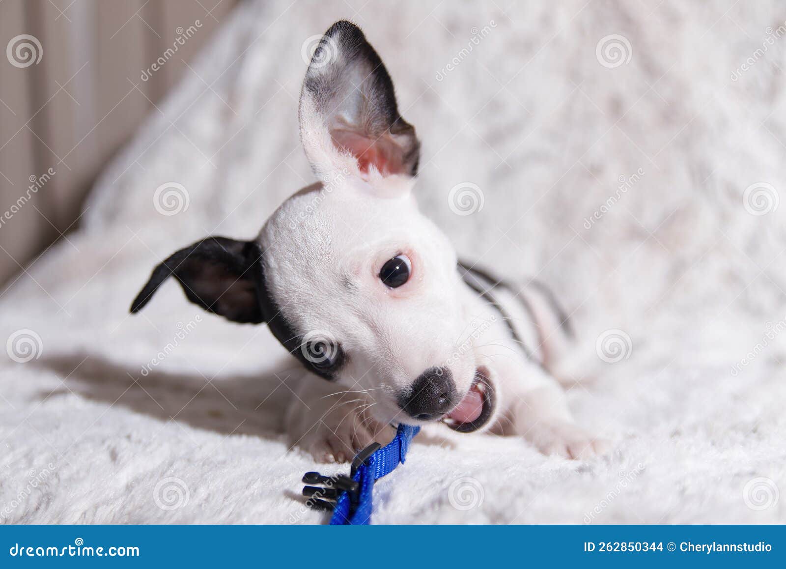 Perro Cachorro Blanco Y Negro Masticando Su Cuello Foto de archivo ...