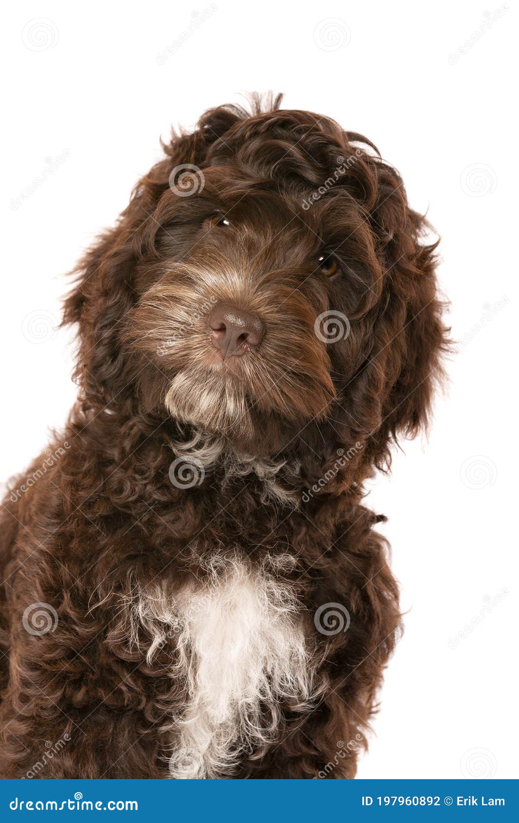 Perro Cachorro Cockapoo De Chocolate Foto de archivo - Imagen de feliz ...